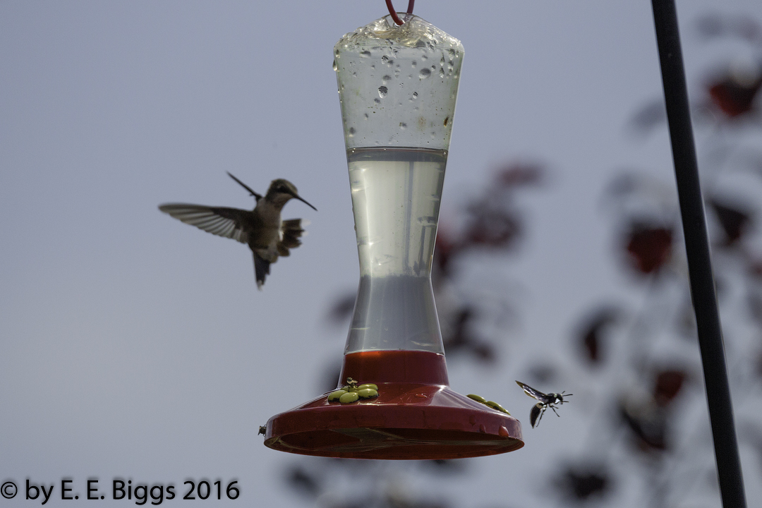 Show Your Most Difficult Picture You Have Yet Tak... - Page 3 - Canon ...