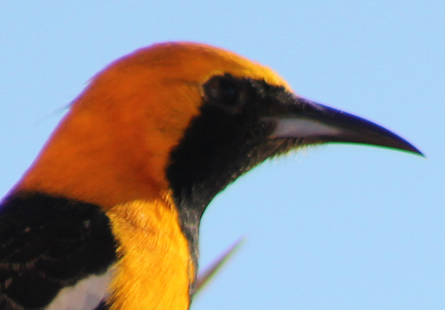 Solved: Color halos, out of focus - Canon Community