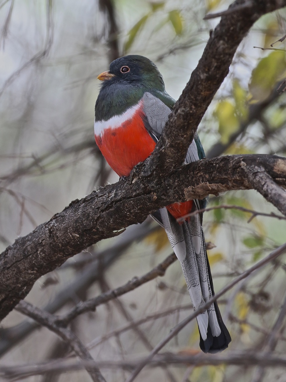 100-400 USM II artifacts - Canon Community