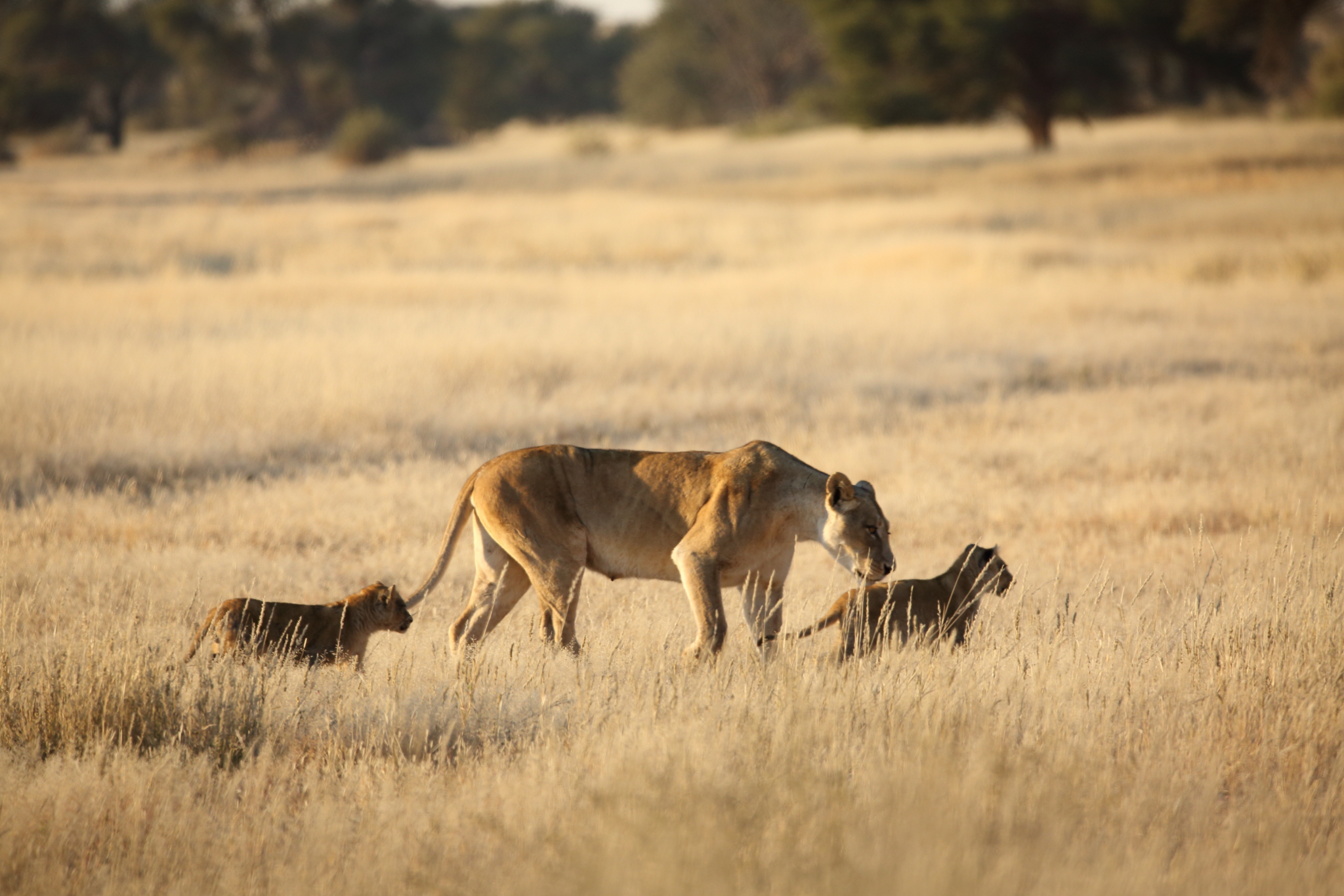 Solved: Grossly over exposed images during rapid shooting ... - Canon ...