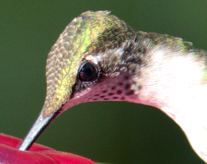 Hummingbird at my feeder - M100 with 250 zoom crop... - Canon Community