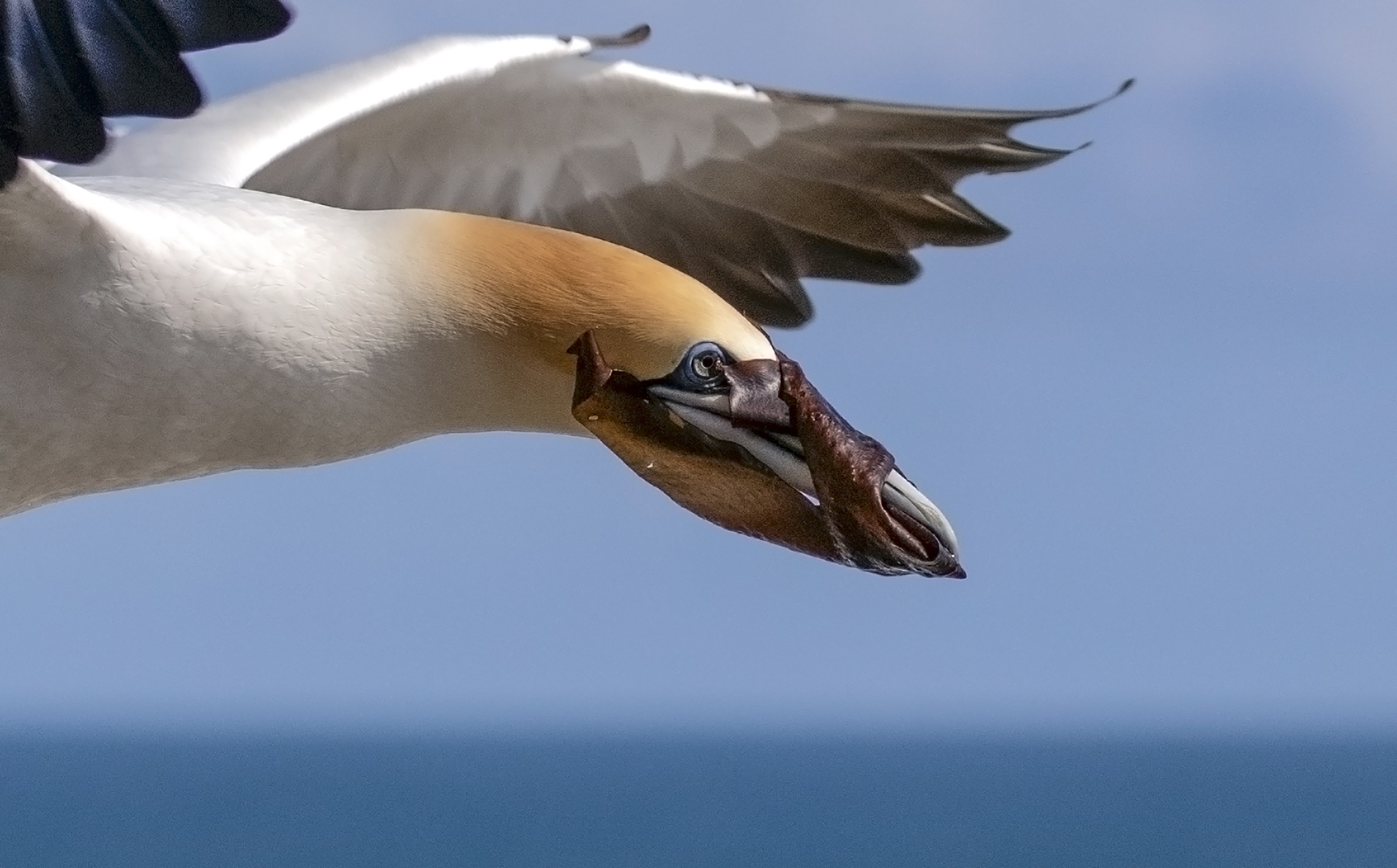 Solved: Fuzzy images with Canon R7 & RF 100-400mm - Canon Community