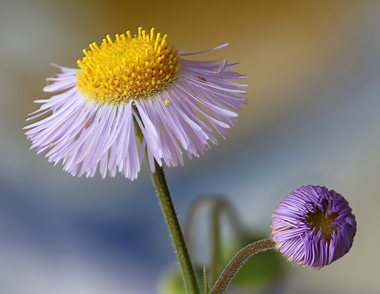 Daisy Fleabane - R6 Focus Stacking - Canon Community
