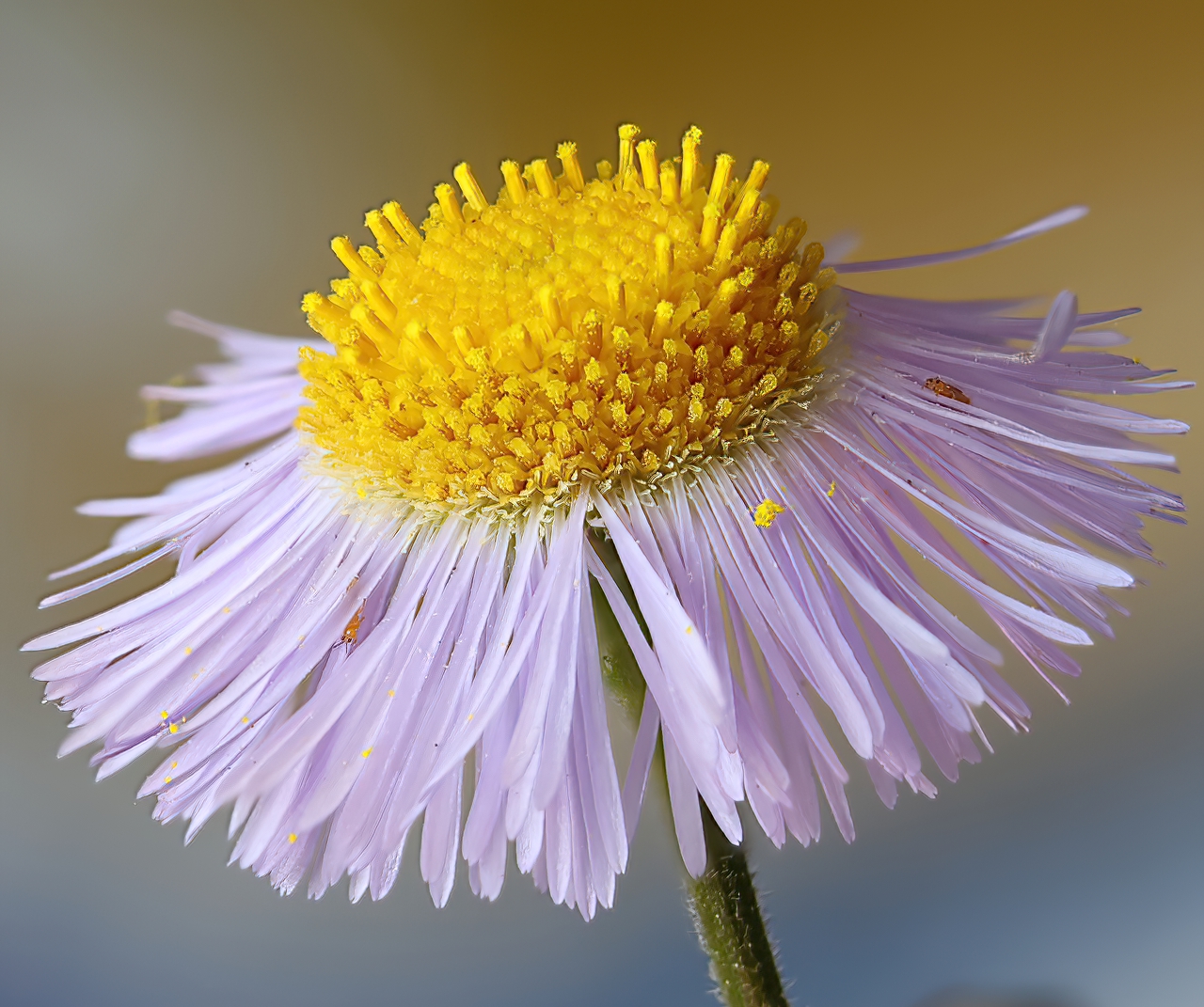 Daisy Fleabane - R6 Focus Stacking - Canon Community