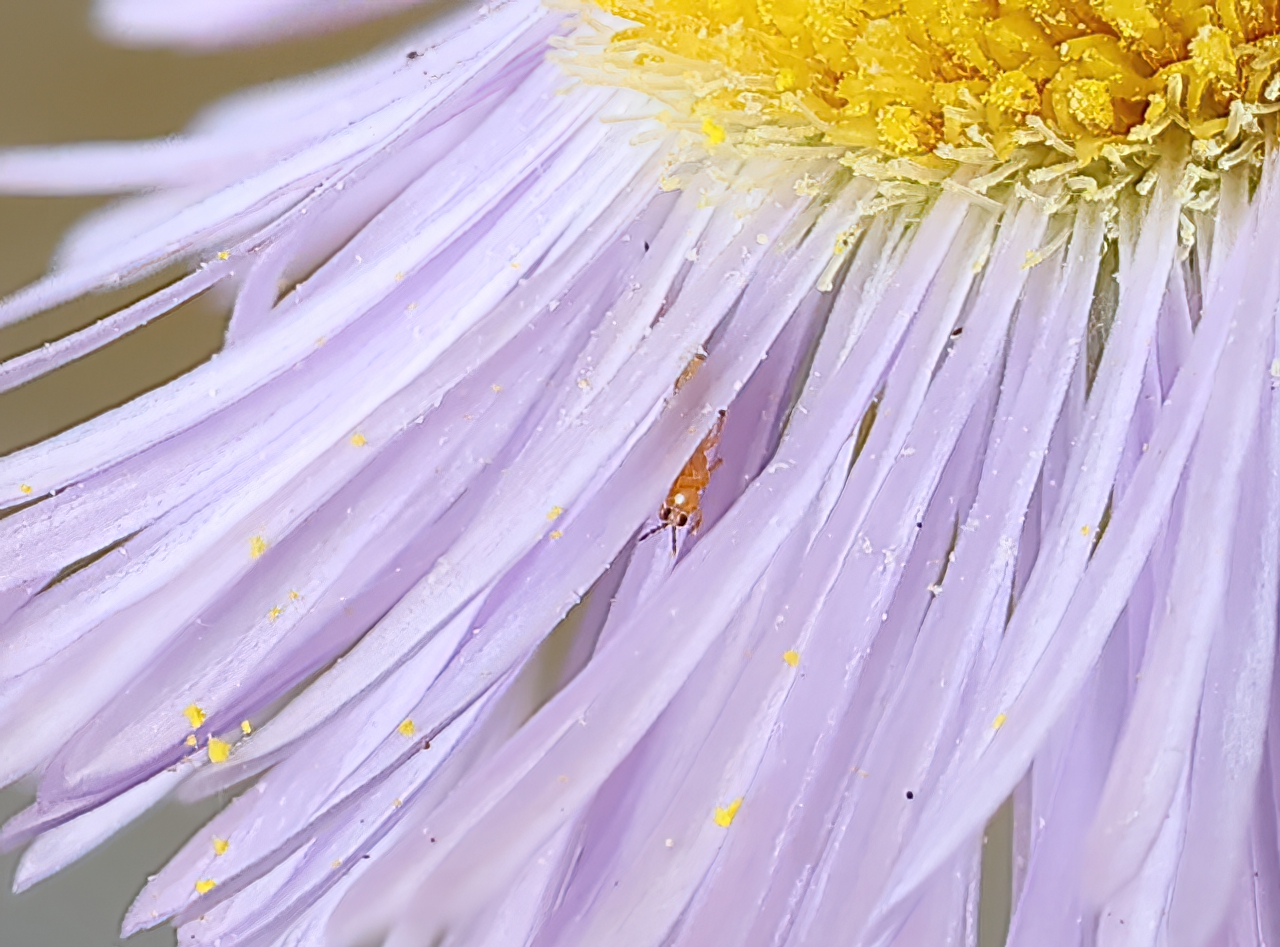 Daisy Fleabane - R6 Focus Stacking - Canon Community