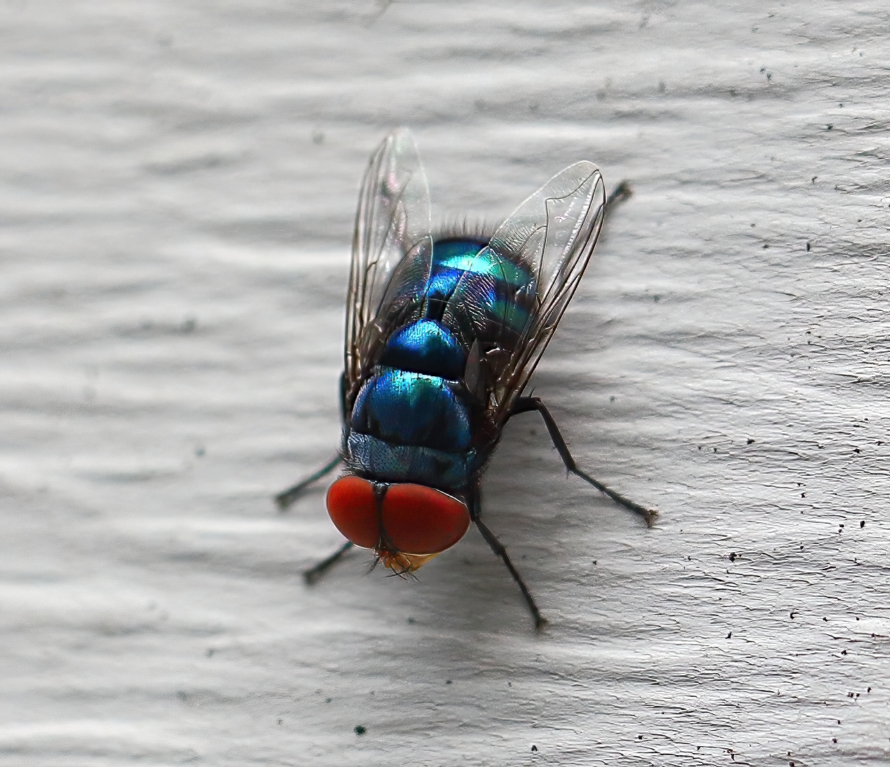 Small Colorful Flies - Macro - Canon Community
