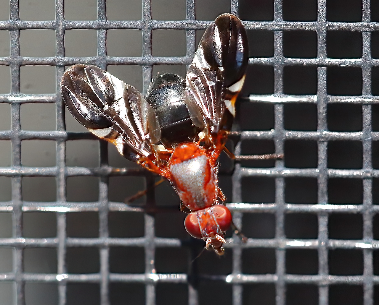 Small Colorful Flies - Macro - Canon Community