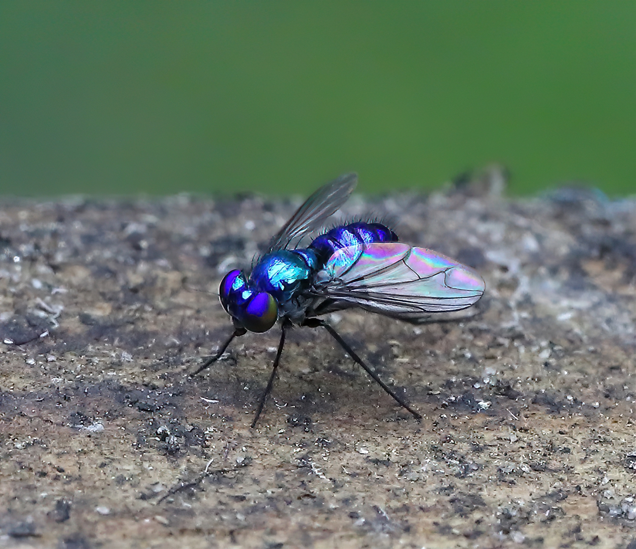 Small Colorful Flies - Macro - Canon Community