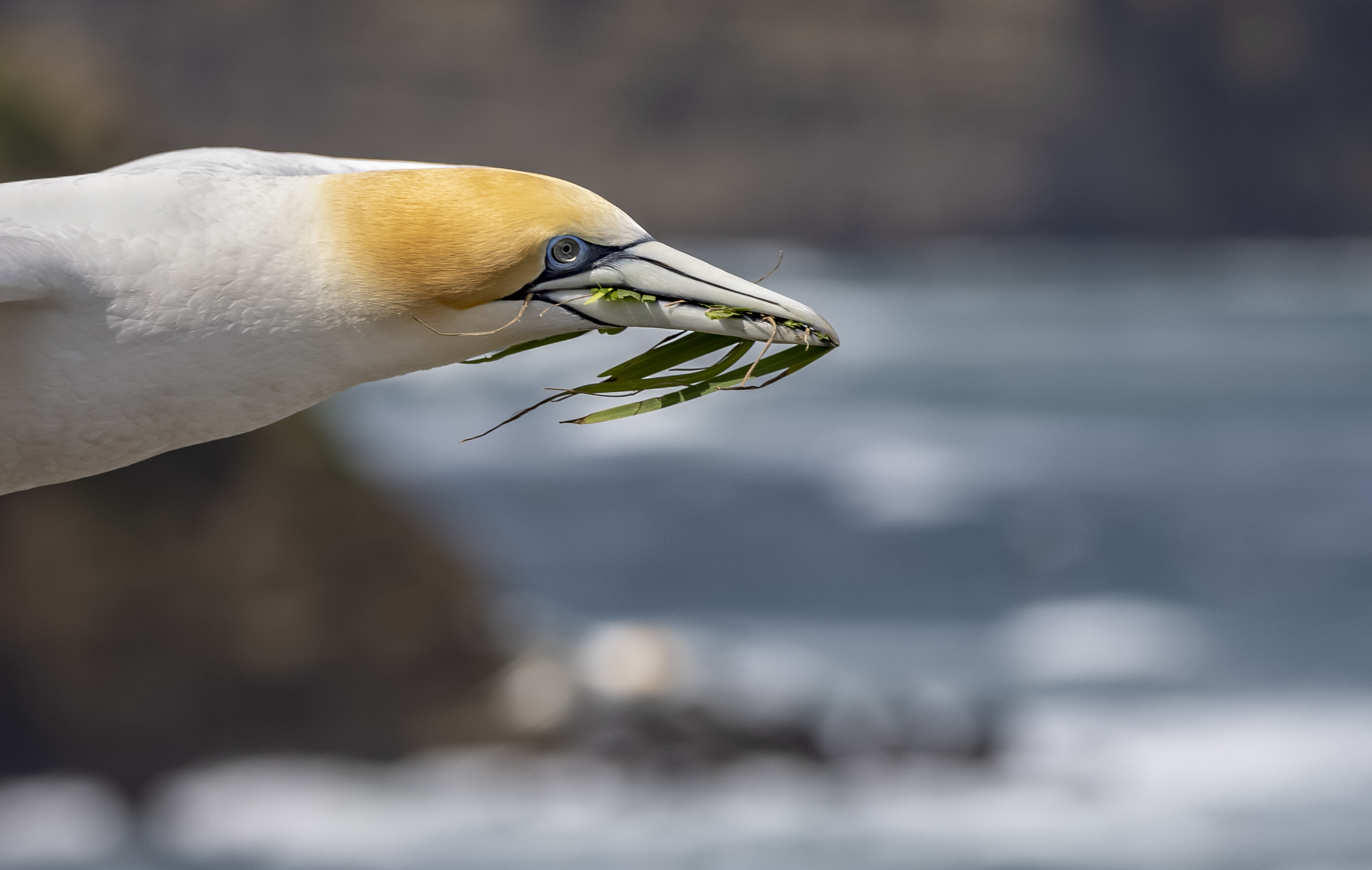 Solved: Re: Fuzzy images with Canon R7 & RF 100-400mm - Canon Community