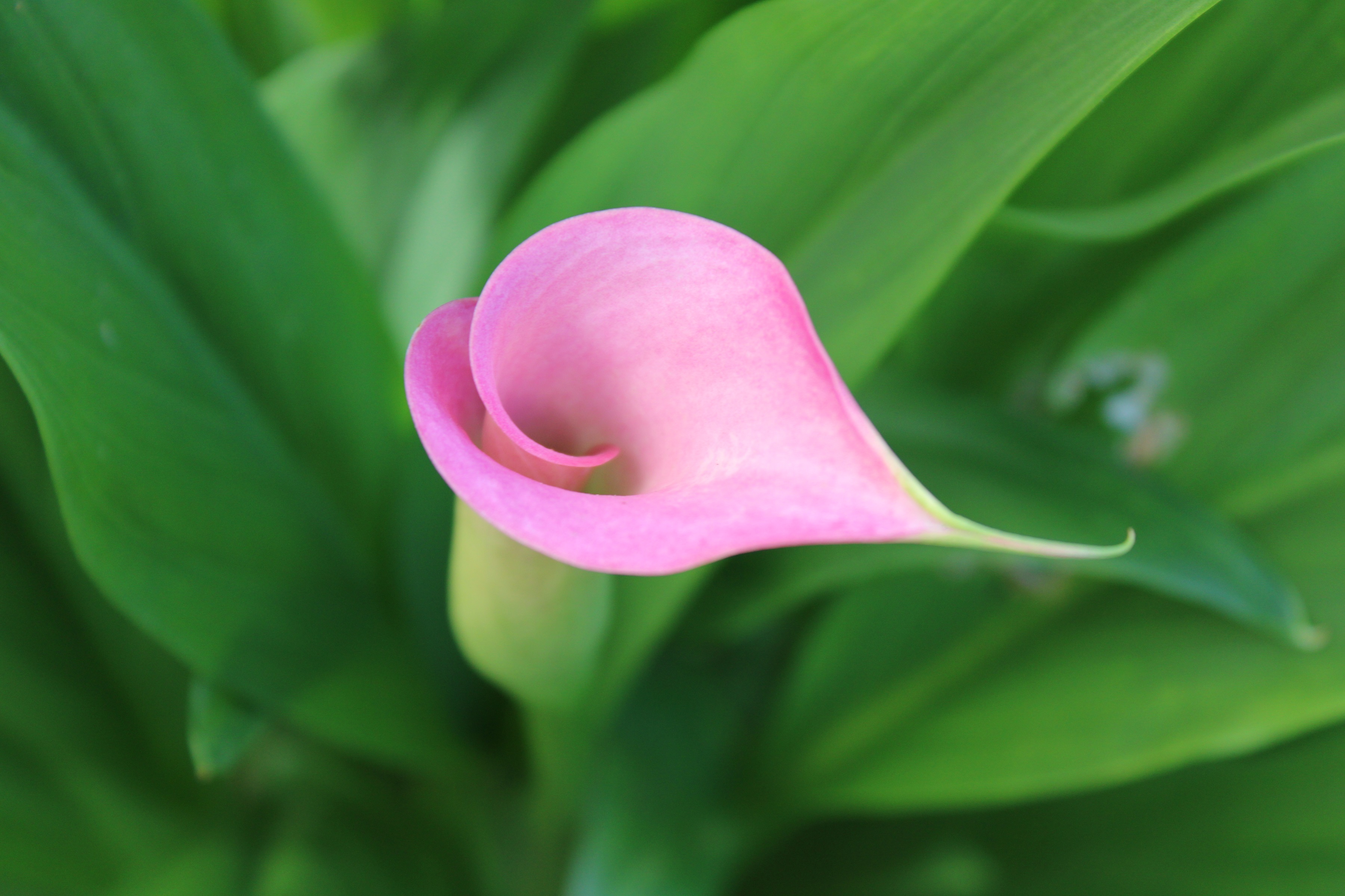 Canna lilly - Canon Community