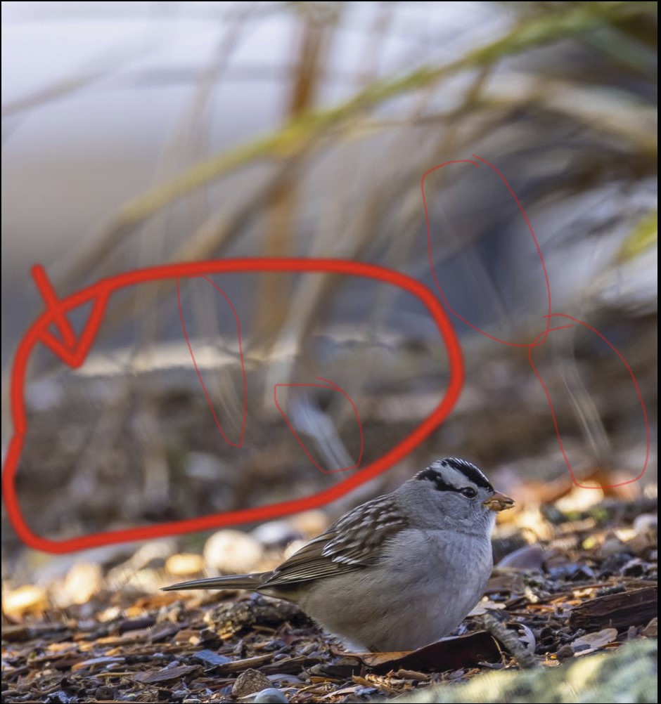 Solved: RF 100-500 background distortion ? Please help - Canon Community