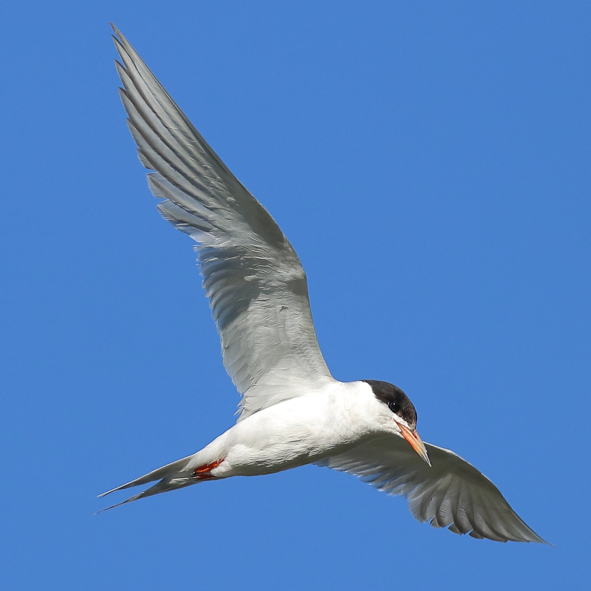 Marks on internal glass of Canon 200-400mm f4L? - Canon Community
