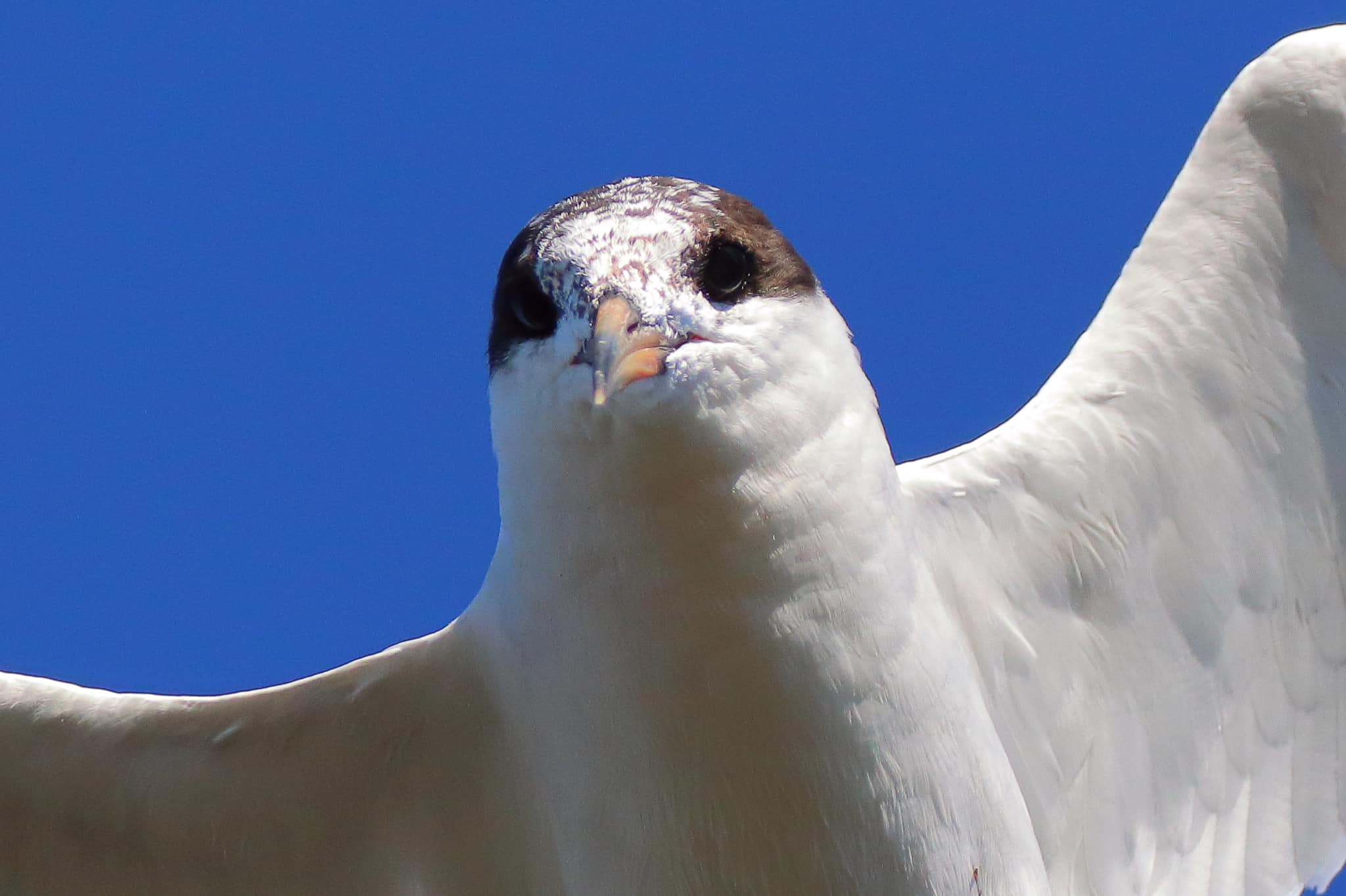 Marks on internal glass of Canon 200-400mm f4L? - Canon Community