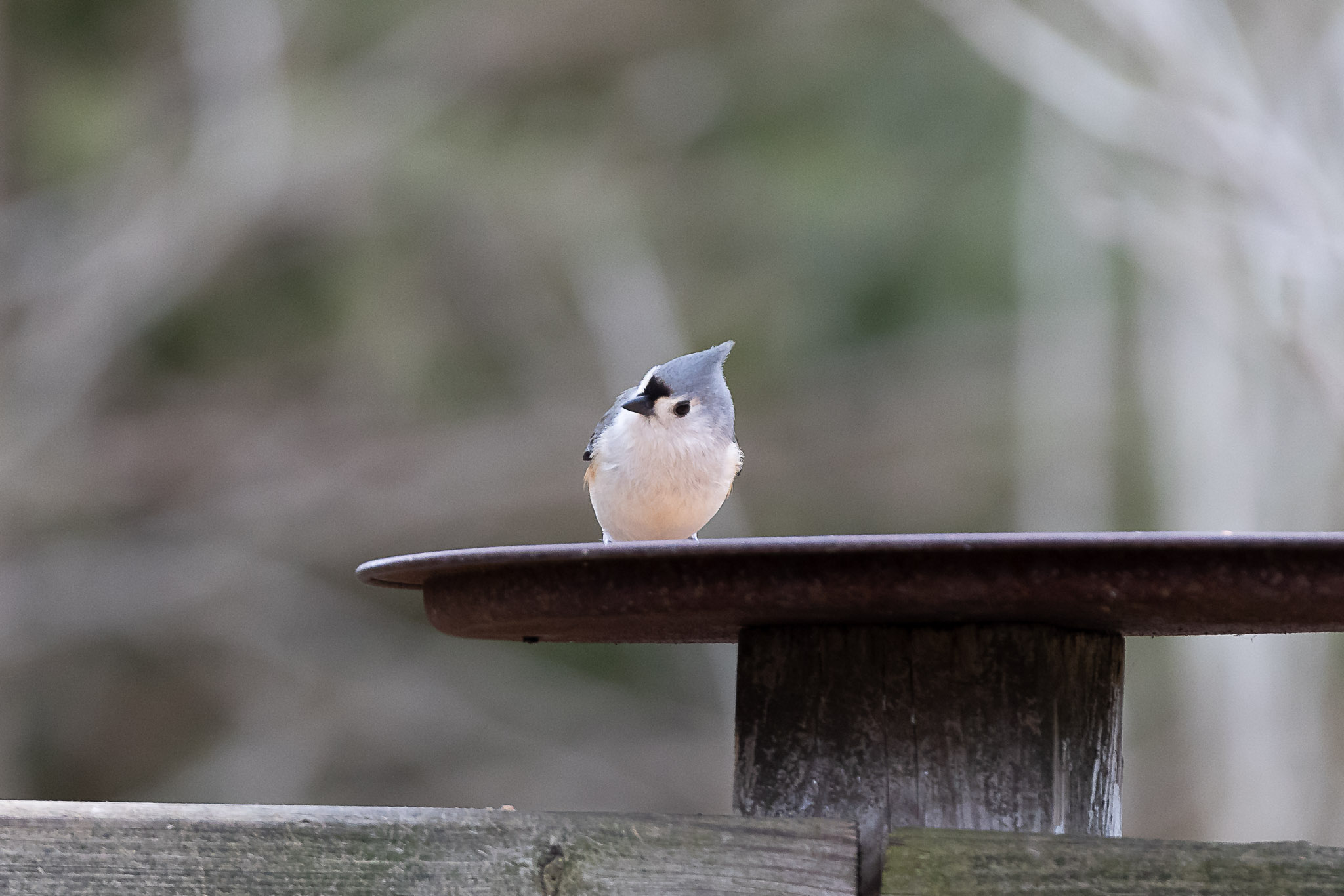 EOS R5 Image quality and focus issues - Canon Community