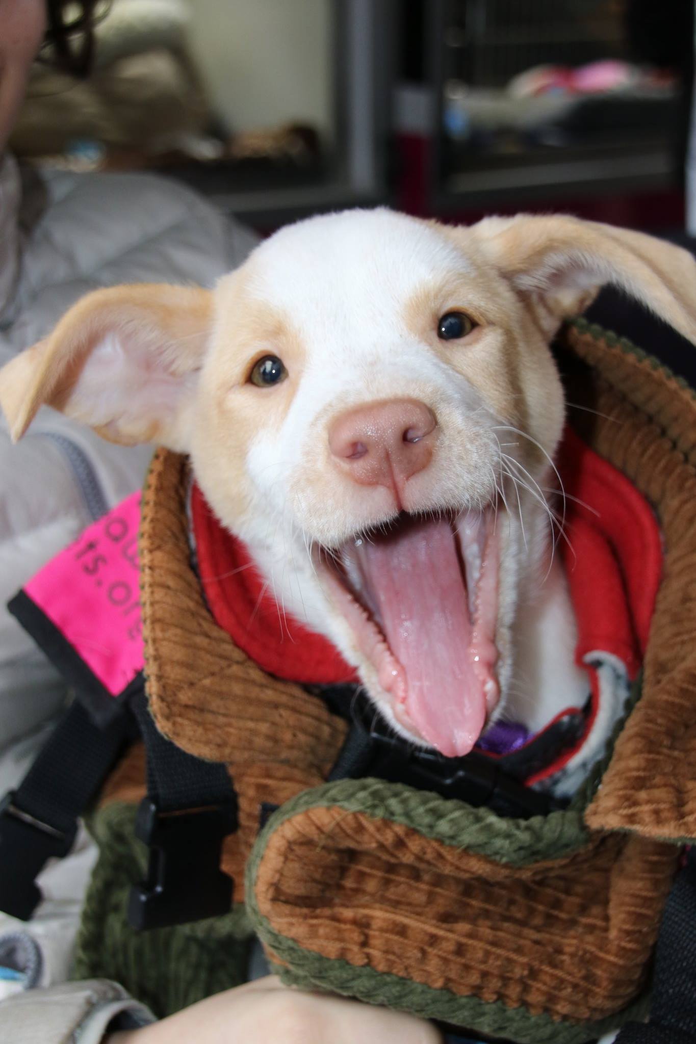 animal dog - Canon Community