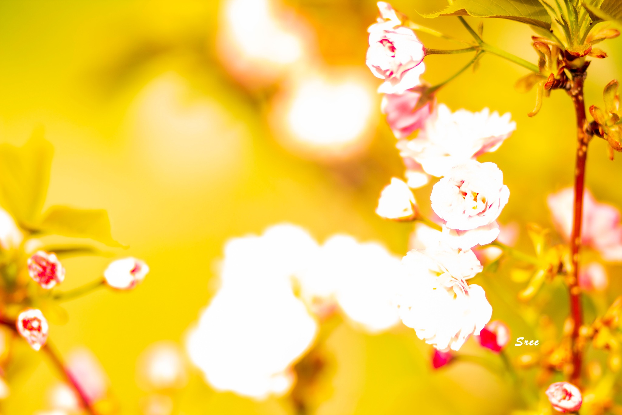 Spring Flower show with Canon 60D EF 70-200 mm f/2... - Canon Community