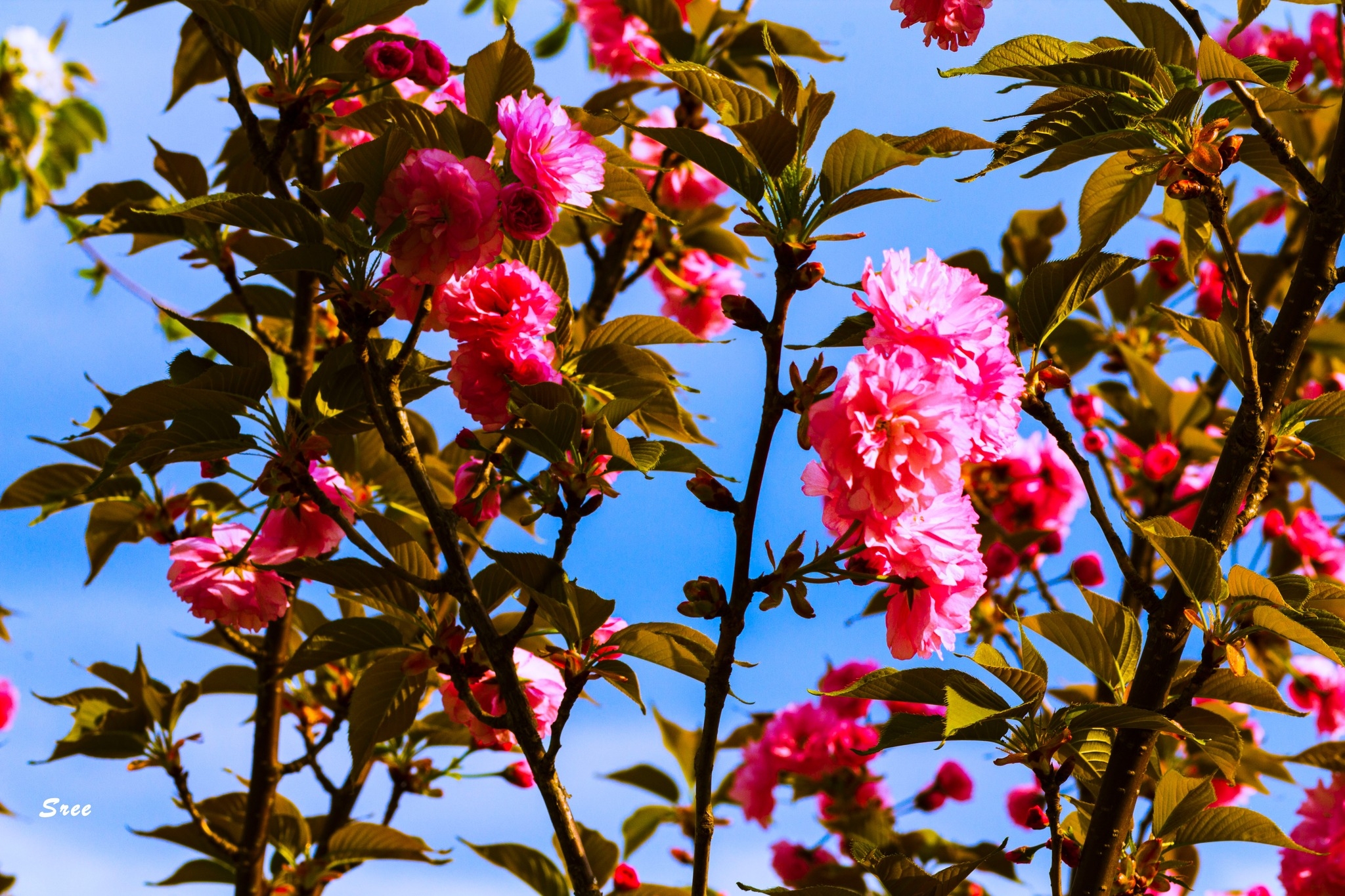 Spring Flower show with Canon 60D EF 70-200 mm f/2... - Canon Community