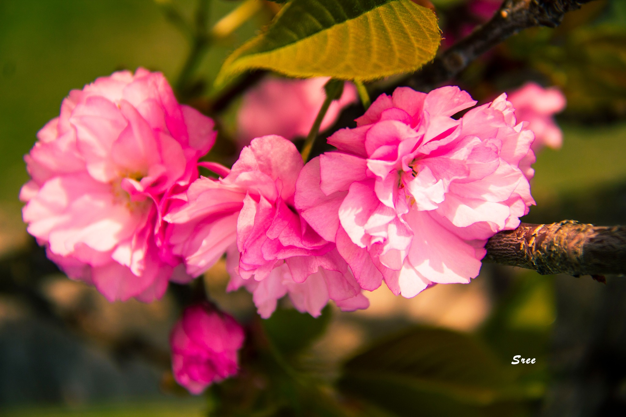 Spring Flower show with Canon 60D EF 70-200 mm f/2... - Canon Community