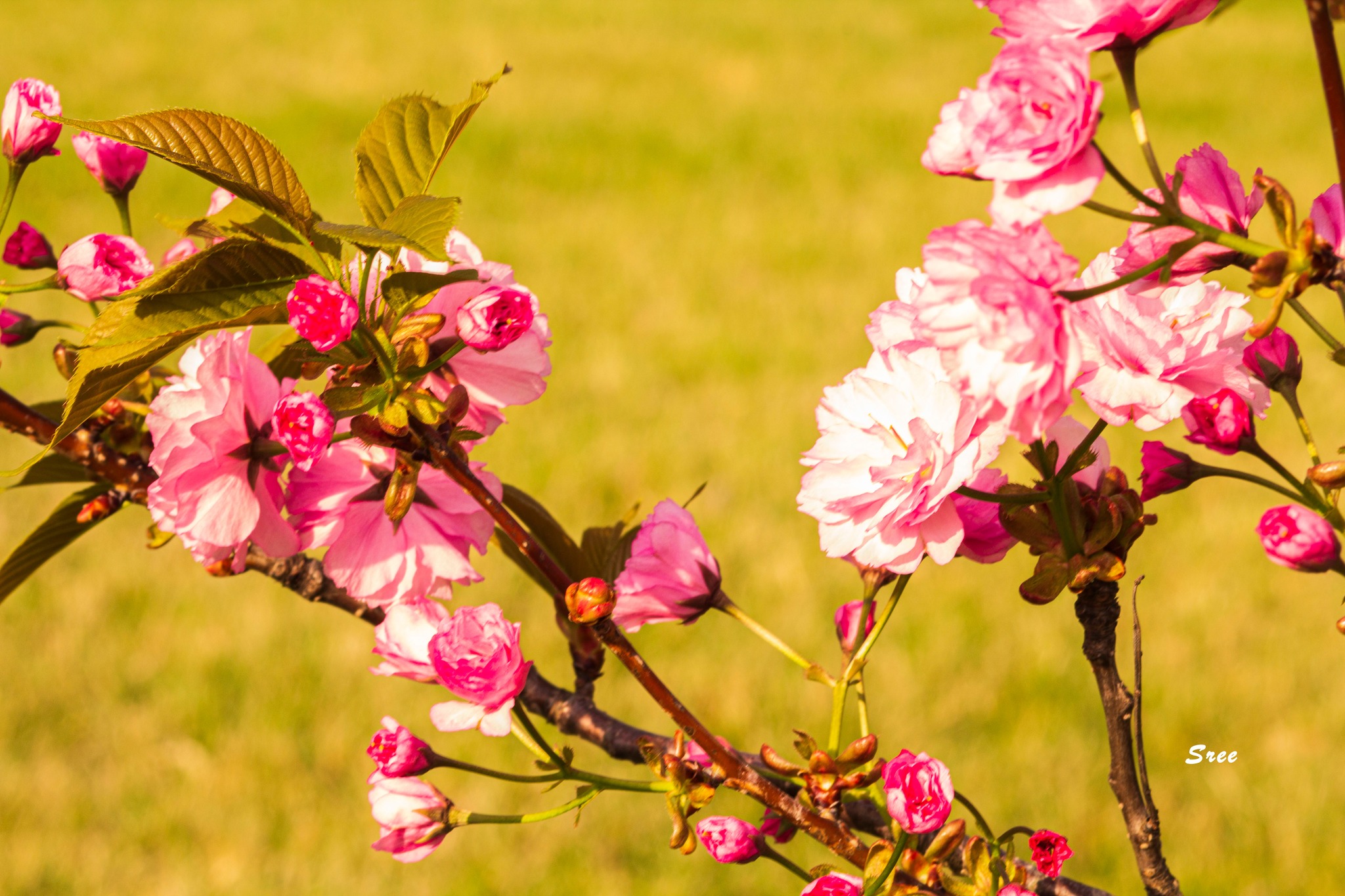Spring Flower show with Canon 60D EF 70-200 mm f/2... - Canon Community