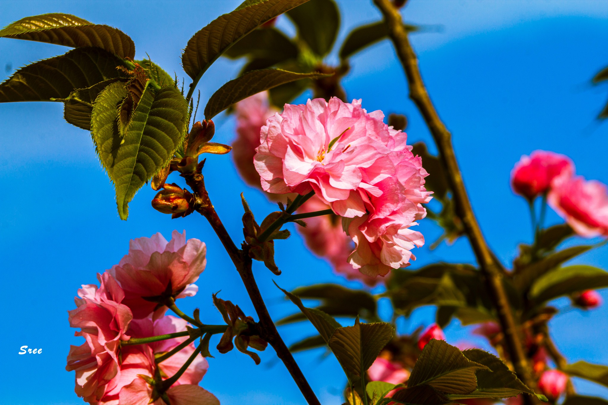 Spring Flower show with Canon 60D EF 70-200 mm f/2... - Canon Community