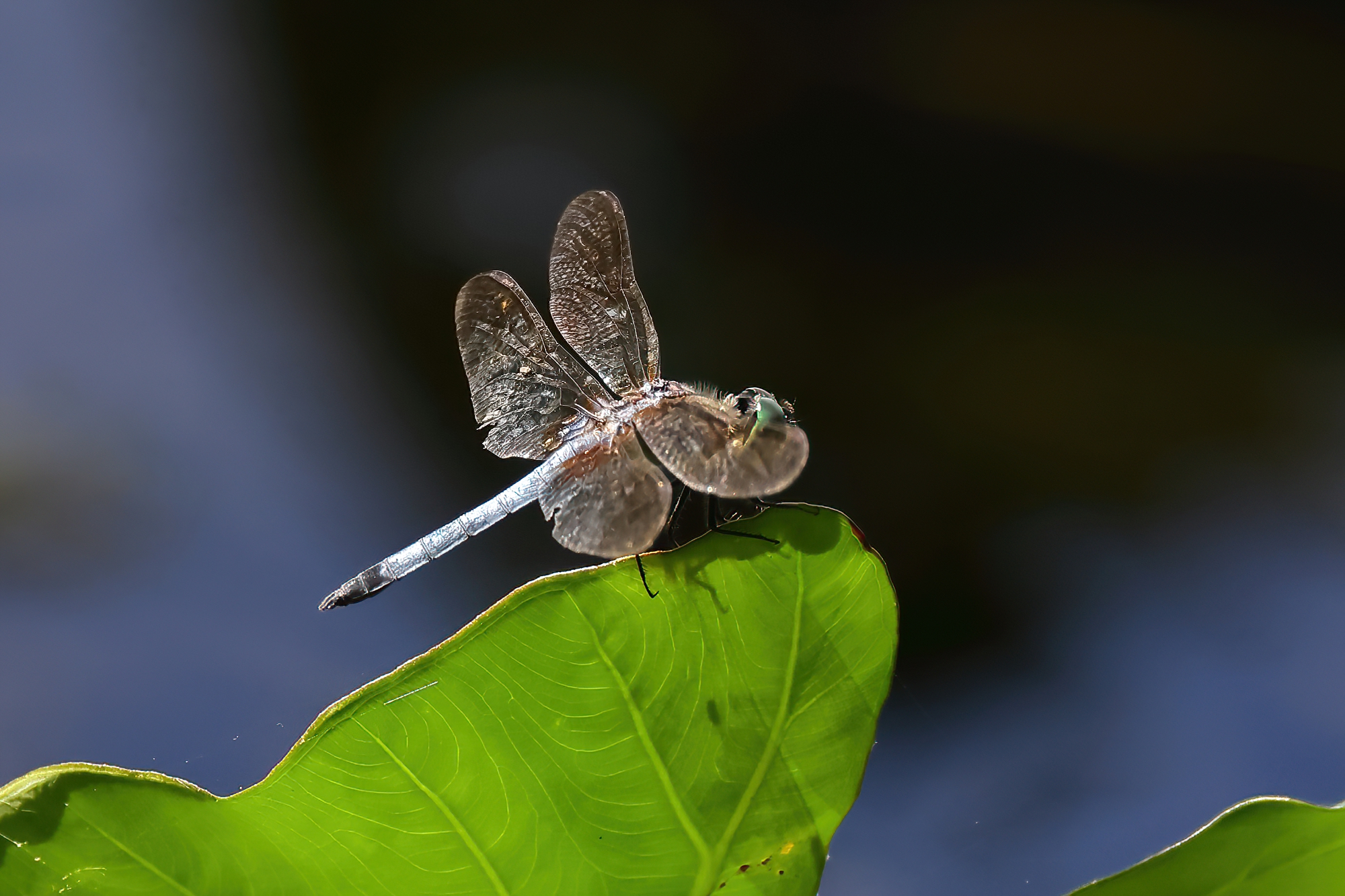 R5 - RF 100-500 and R6 II - RF 100-400 - Canon Community