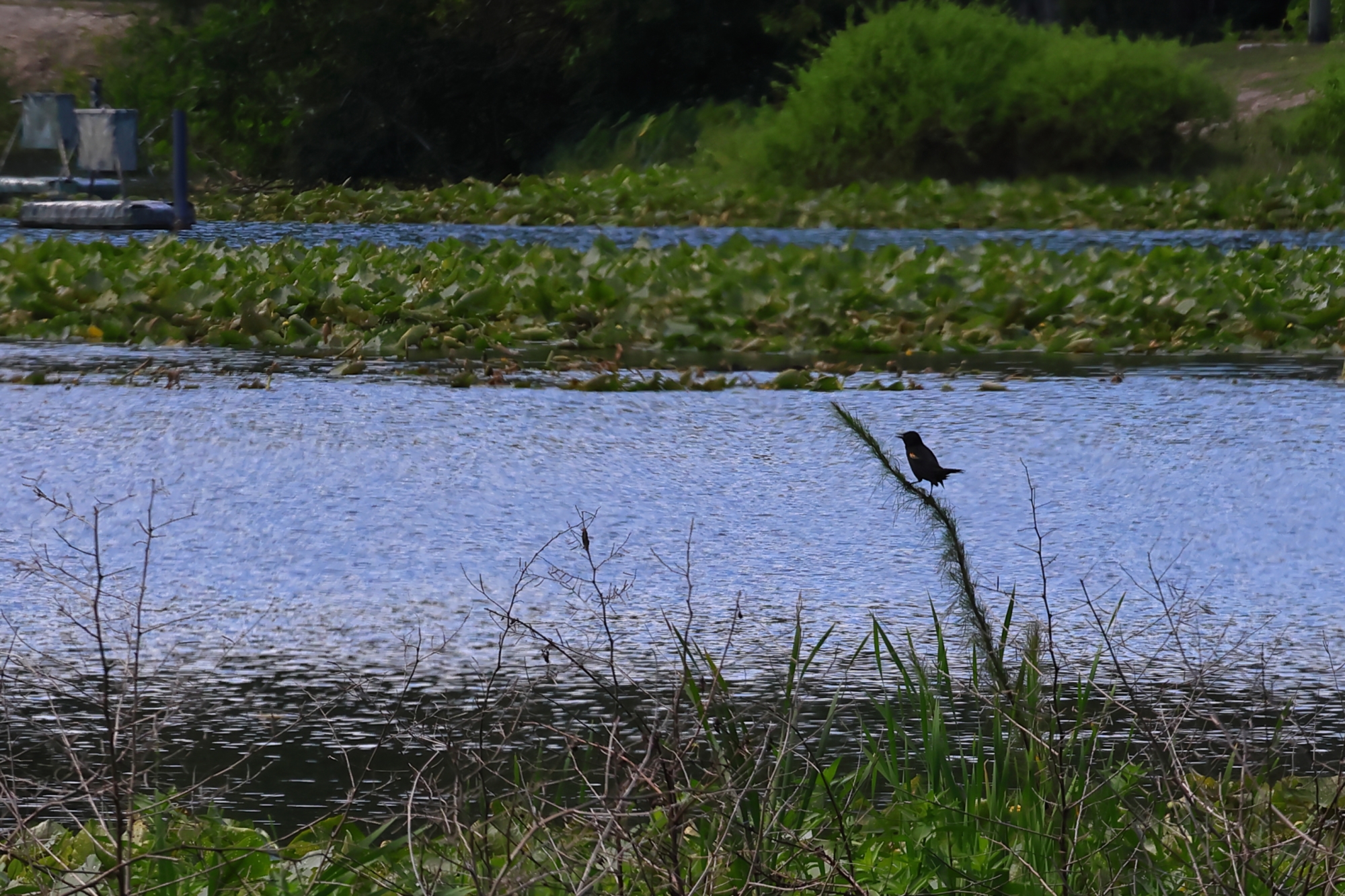 R5 - RF 100-500 and R6 II - RF 100-400 - Canon Community