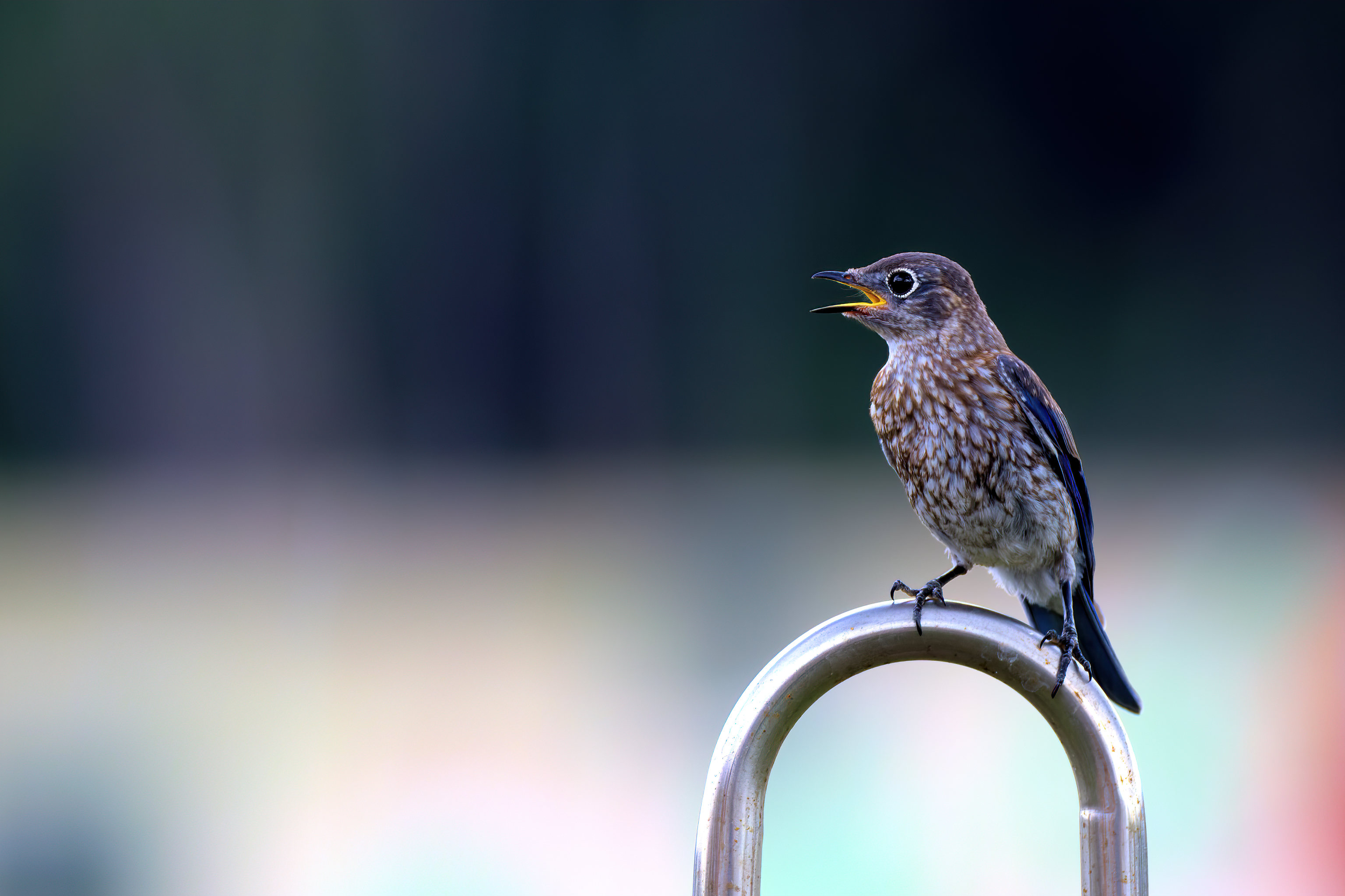 R7 fuzzy images - Canon Community