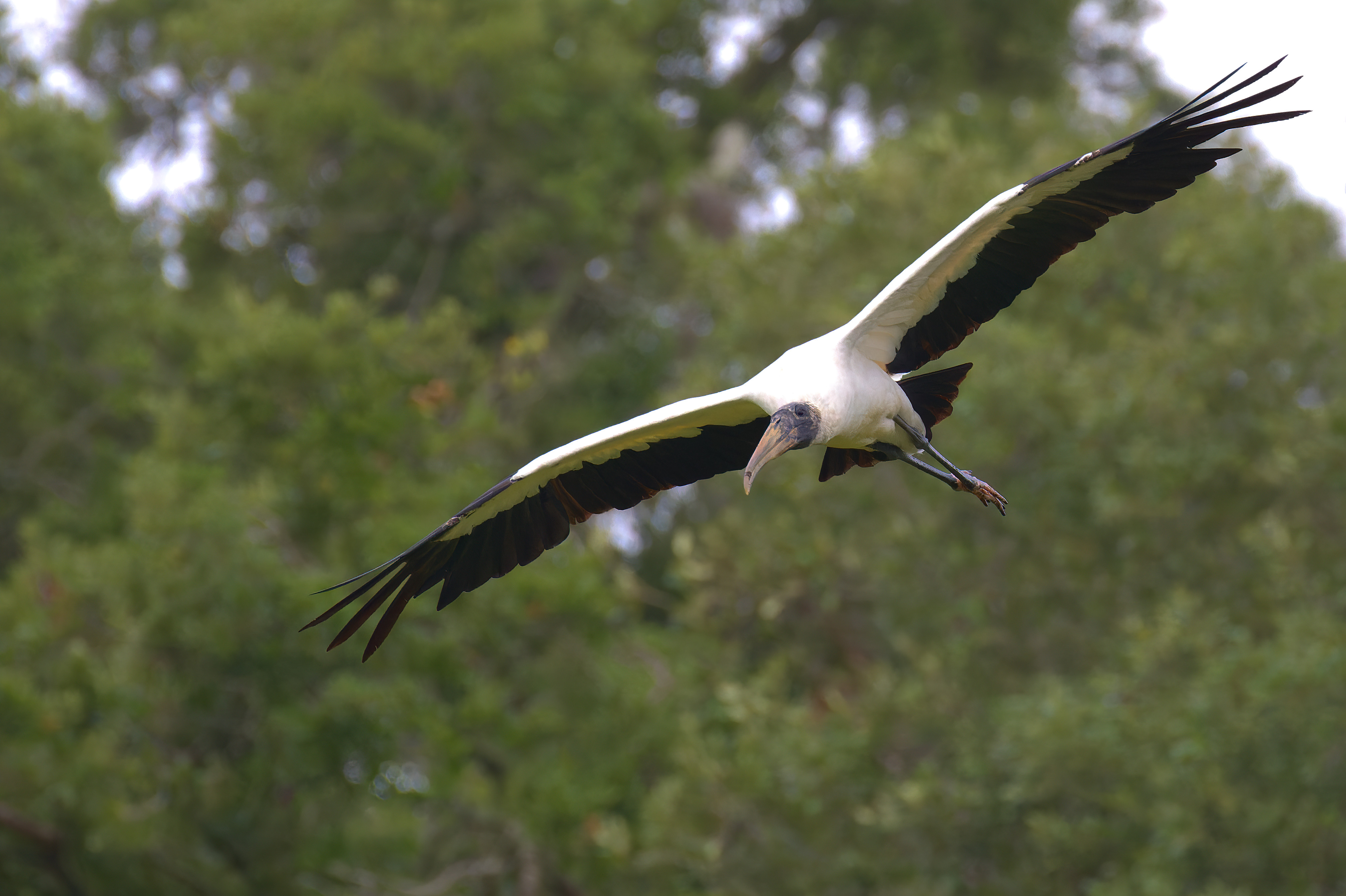 Wood Stork - Canon Community