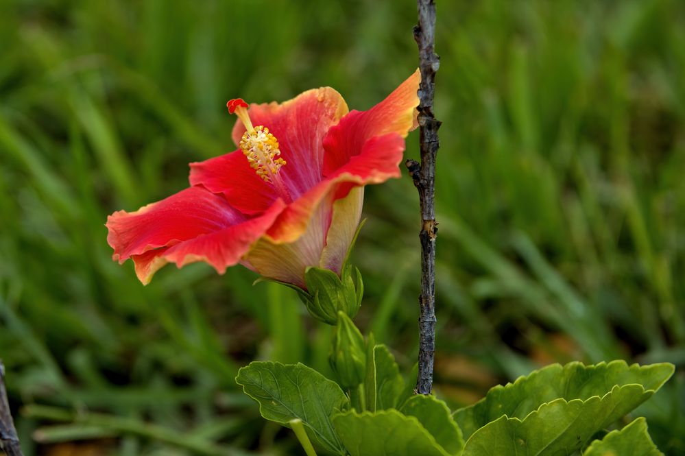 R7 using a Vitrox Speed Booster and a 70-200 L f2.... - Canon Community