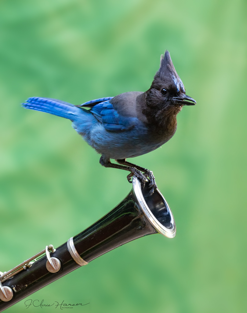 Music to My Ears Backyard Bird Photography - Canon Community