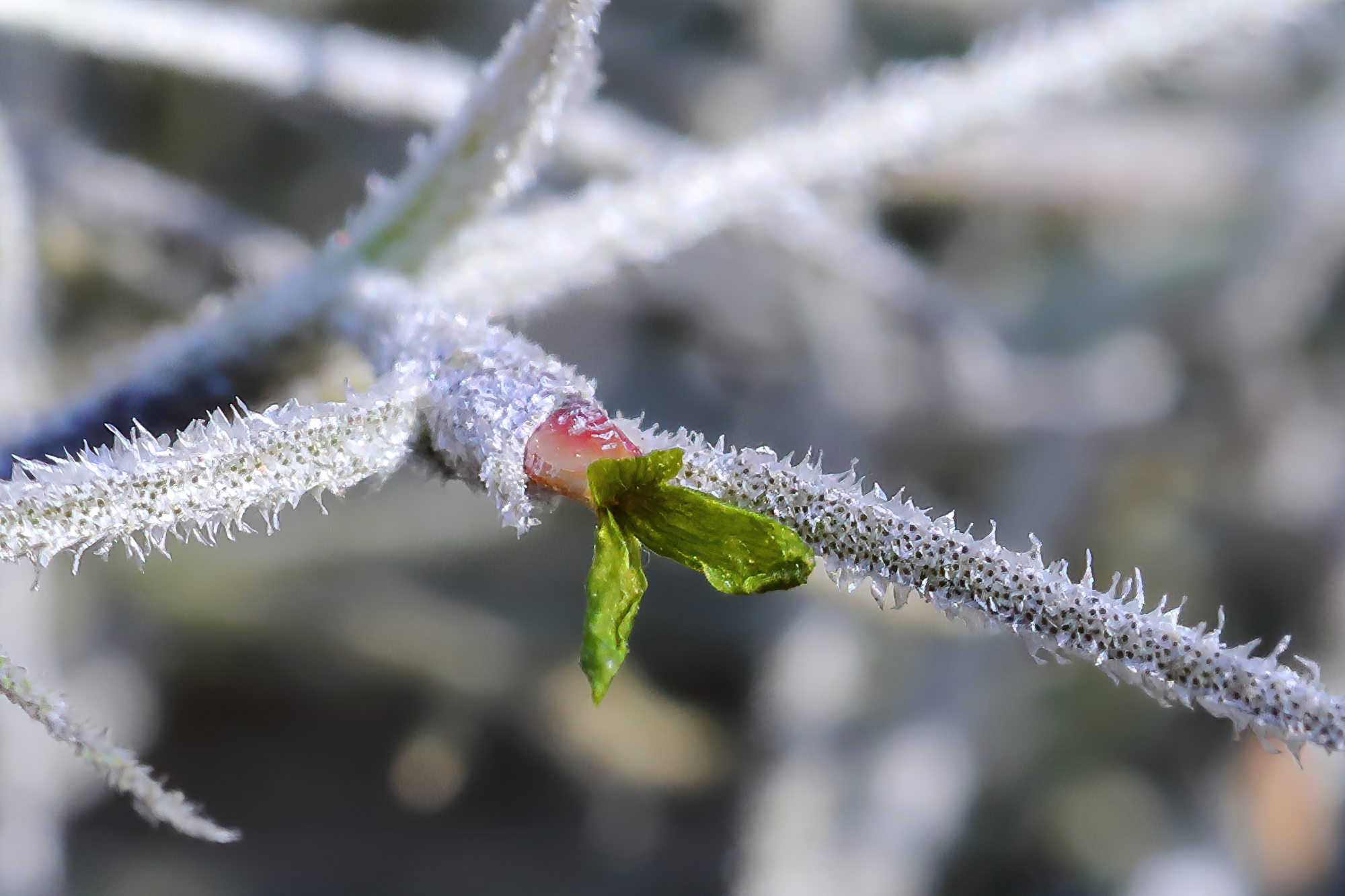 Best true Macro lens for 5d iv? - Canon Community