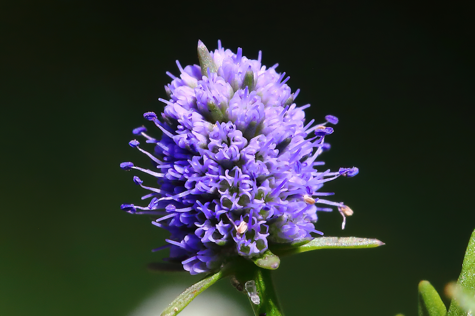 Best true Macro lens for 5d iv? - Canon Community