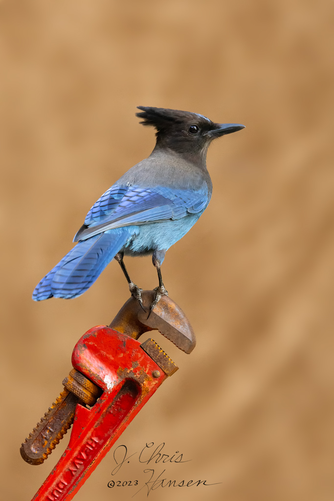 Working Birds - Canon Community