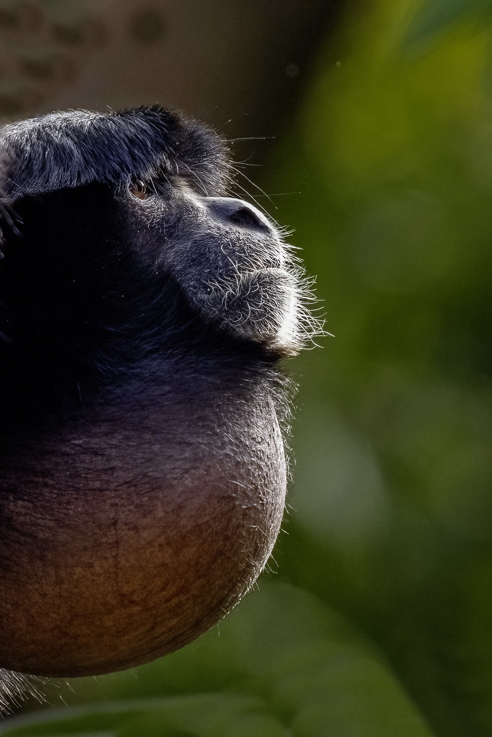 Sigma 60-600 with EOS R6MkII - Canon Community