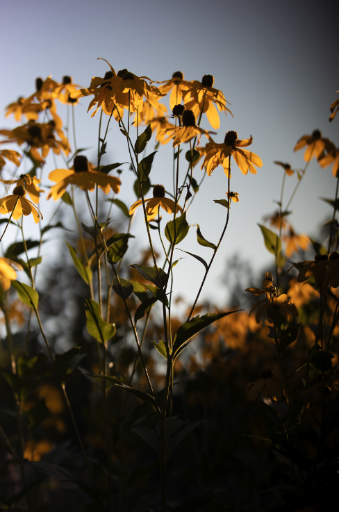 Solved: Asymmetrical vignetting on EOS R at wide aperture ... - Canon ...