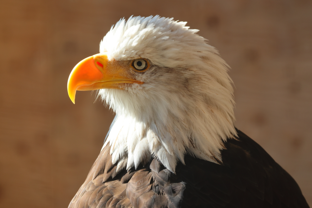 Bella - Eagle Eye - Canon Community