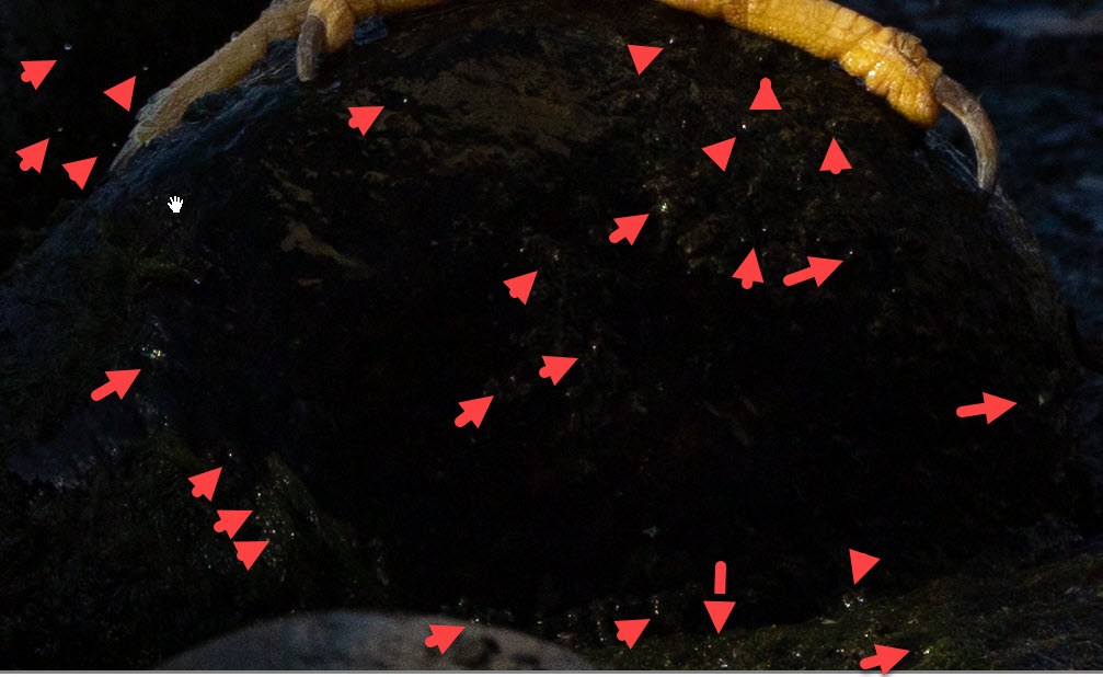 Weird Pixels EOS R6 - Canon Community