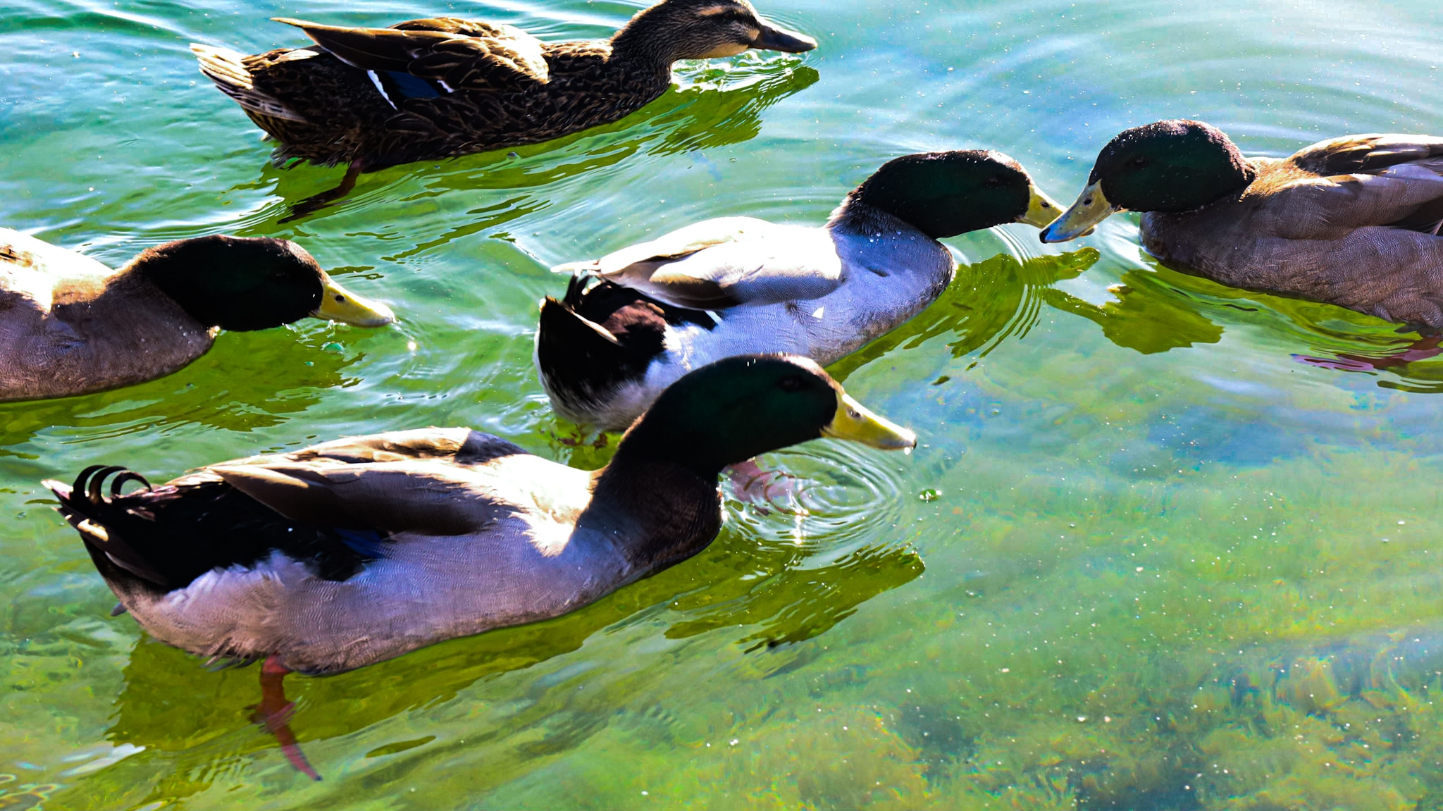 The Ducks - Canon Community