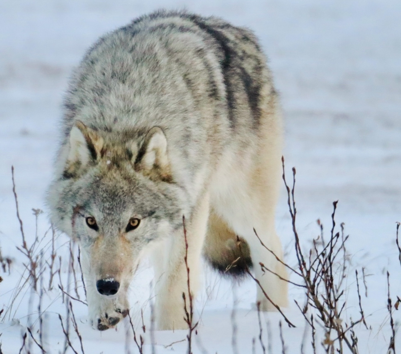 Grey Wolf walking towards me. Manitoba CA 11/9/23.... - Canon Community