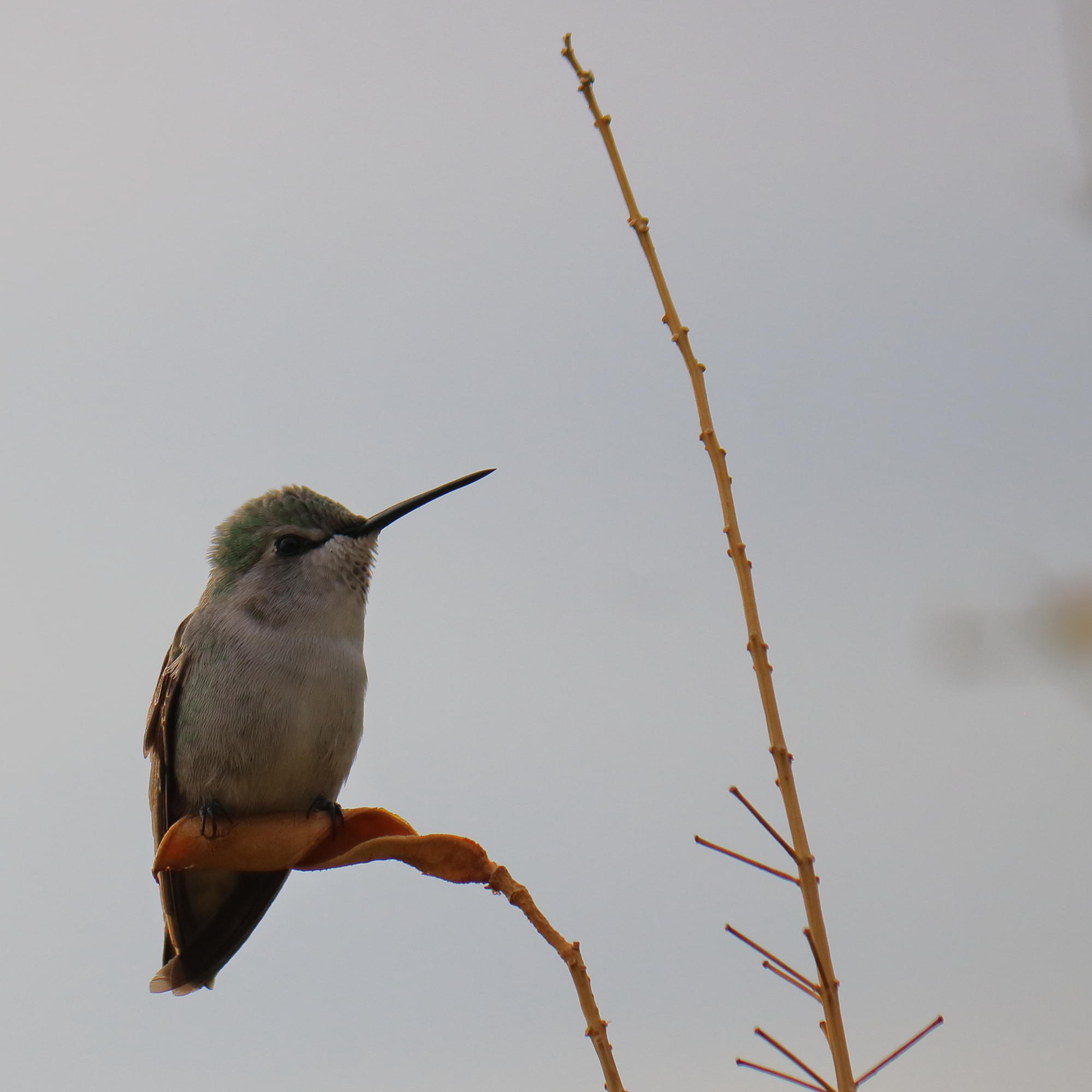 Anna's Hummingbird - Canon Community