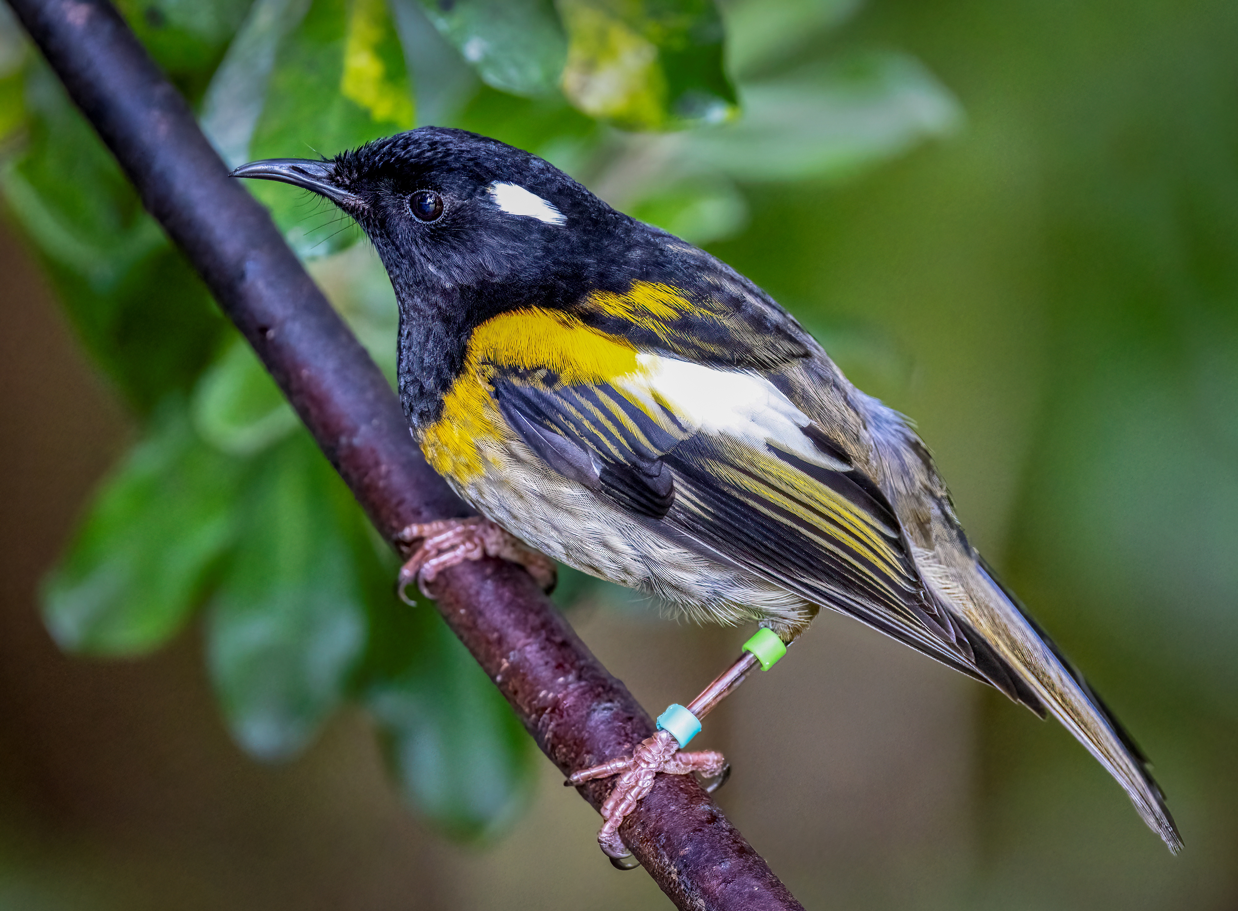 EOS R5 or R6 Shutter Button Metering Function When... - Canon Community