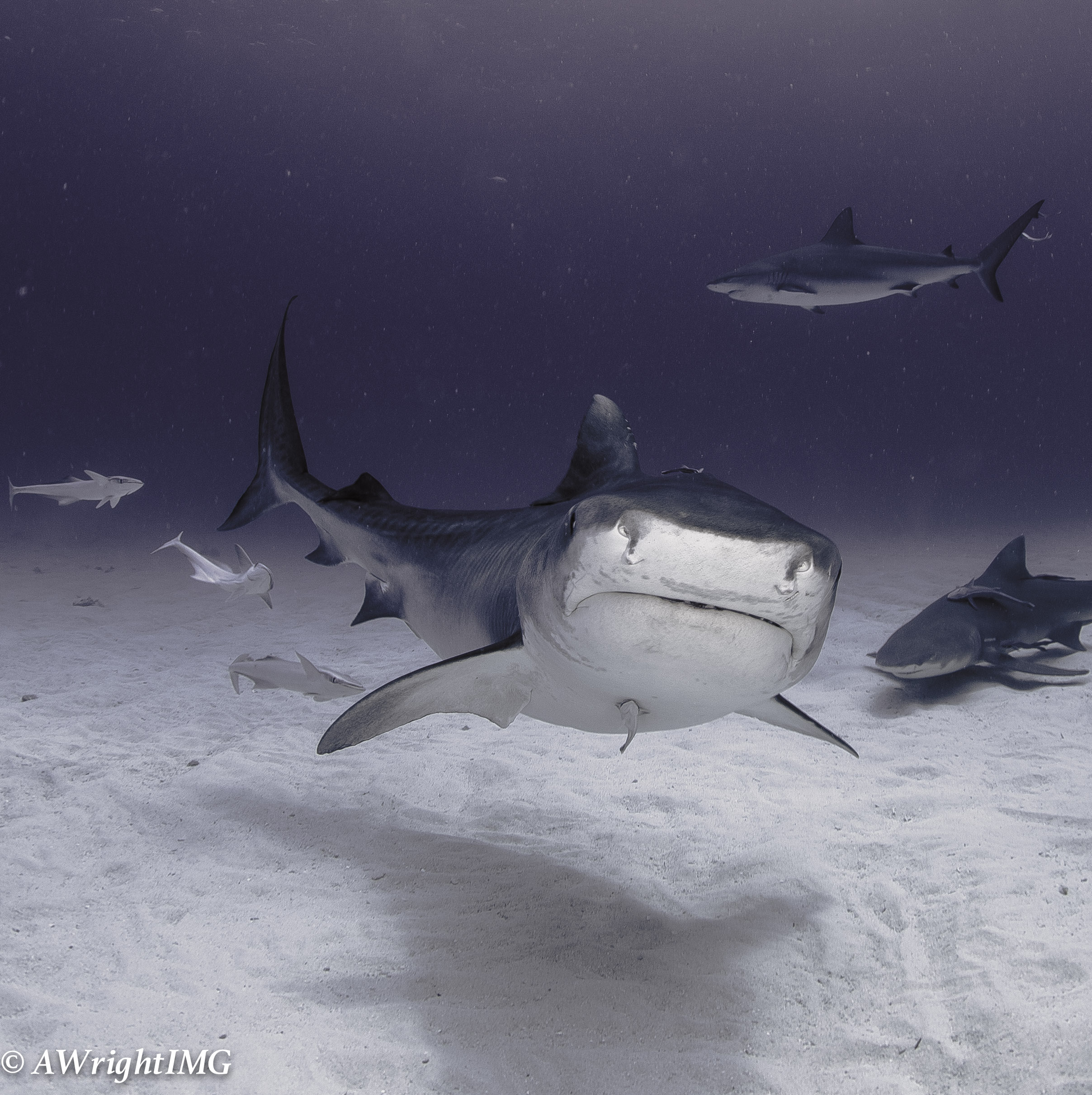 Sharks - Canon Community