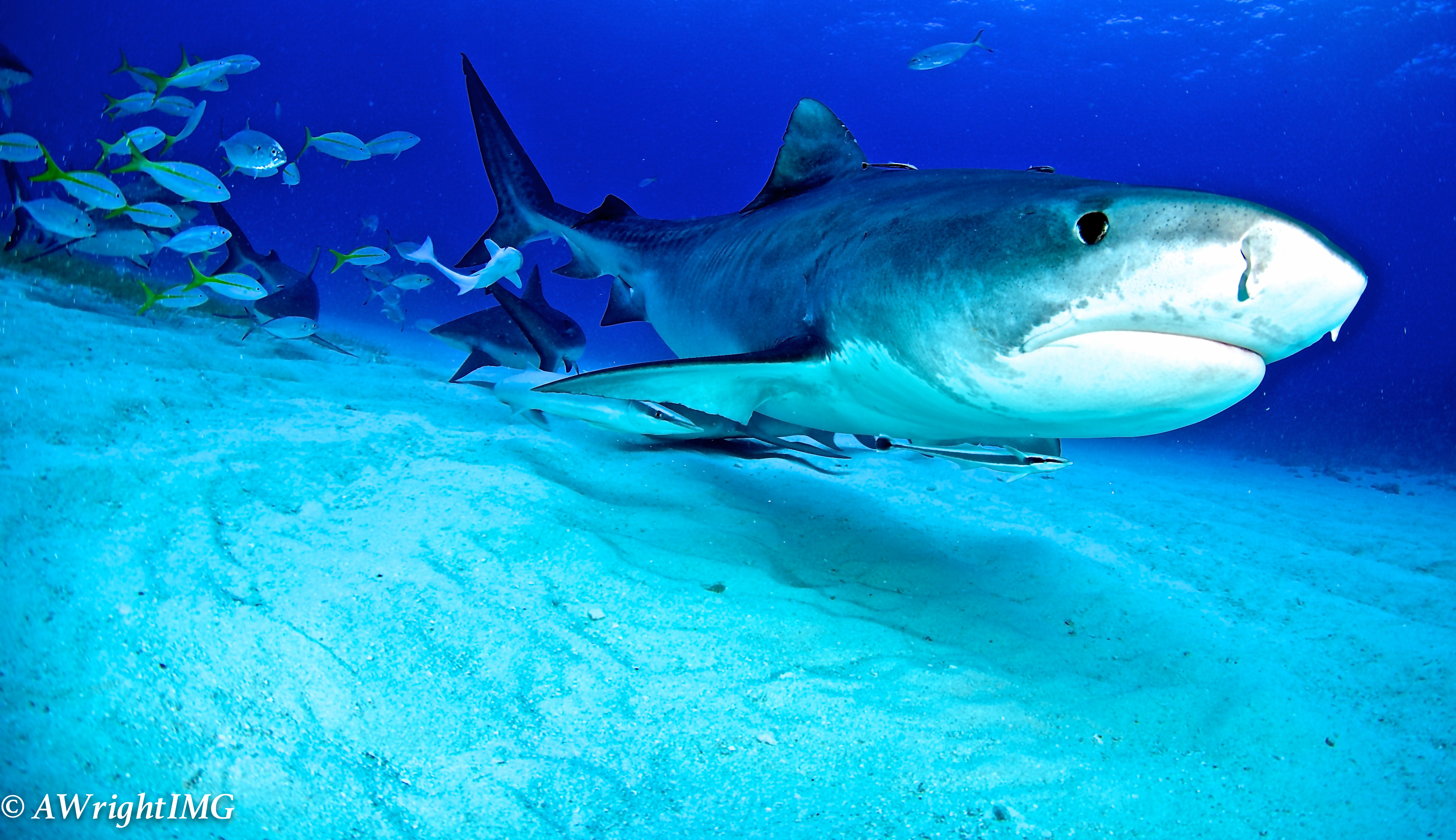 Sharks - Canon Community