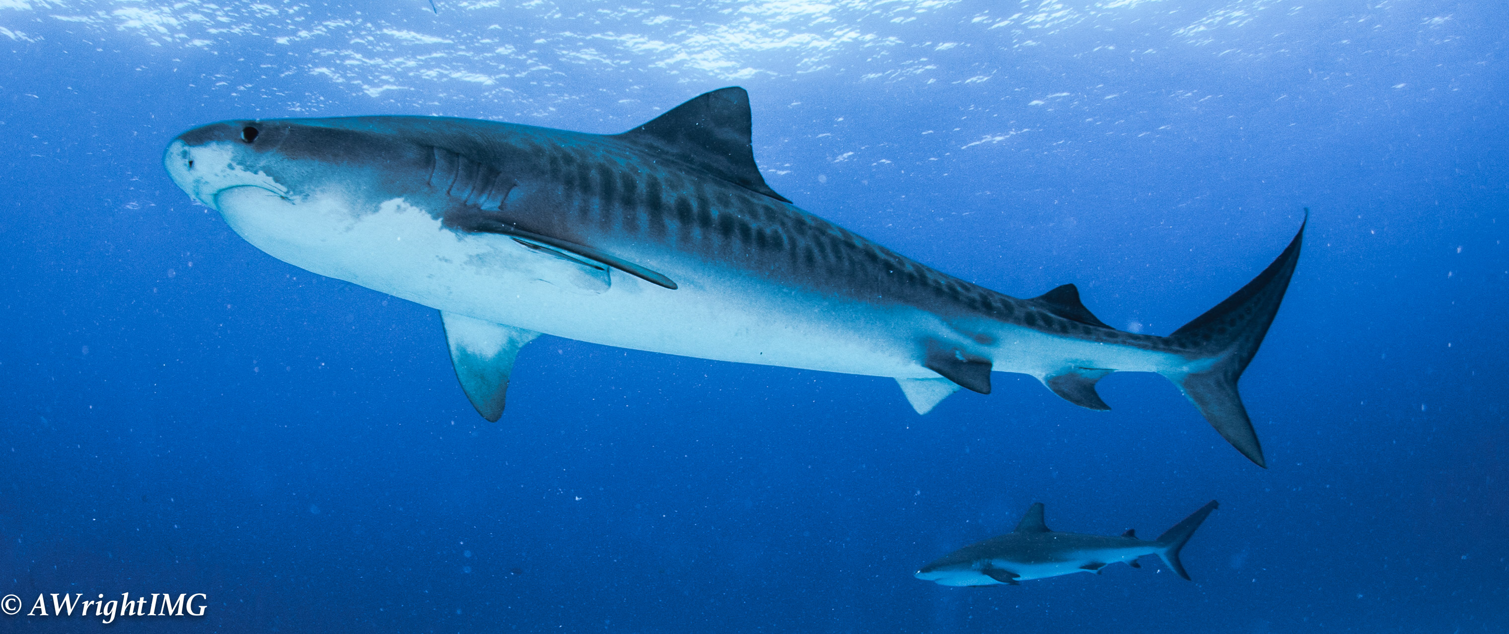 Sharks - Canon Community