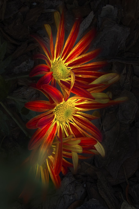Flower, using stacking/bracketing in the camera - Canon Community