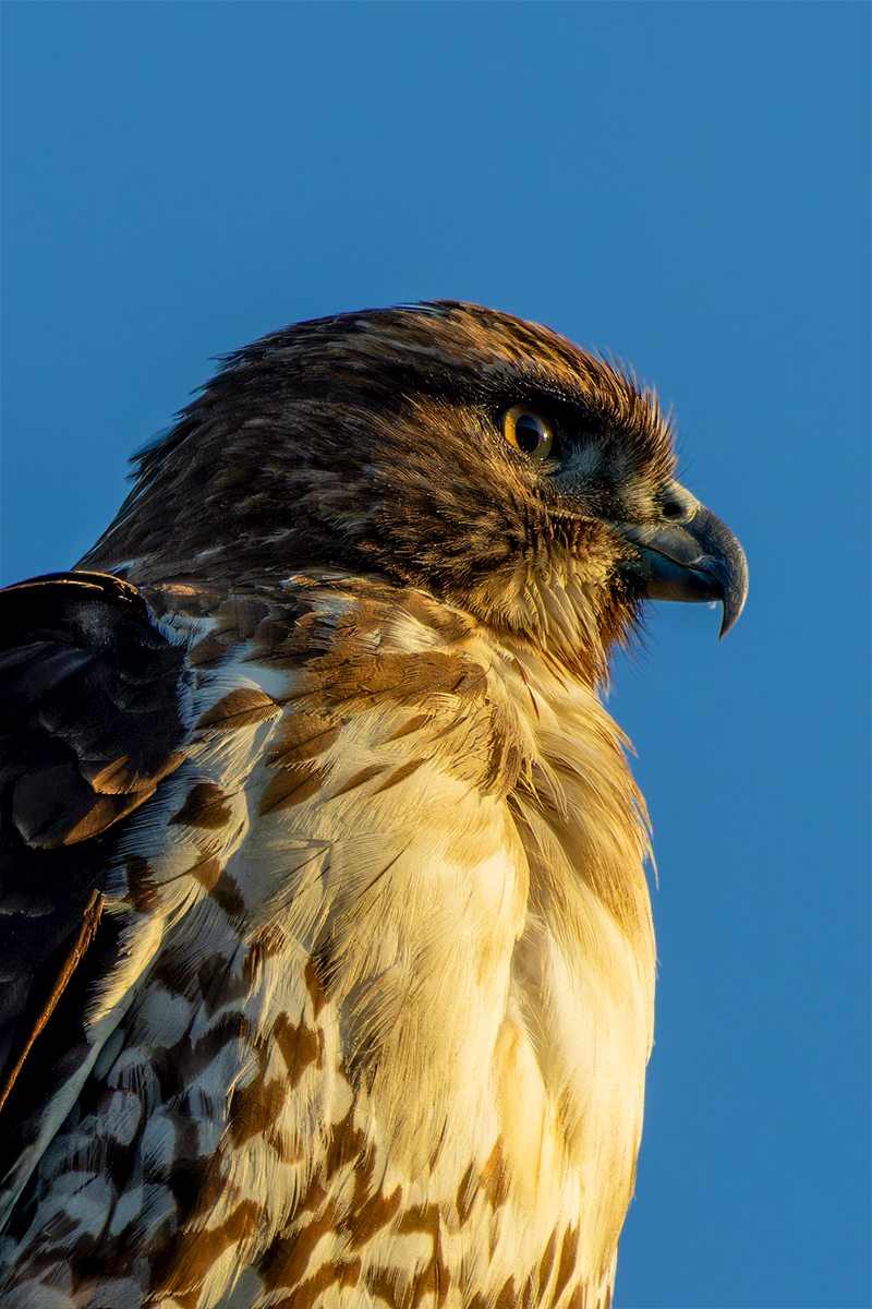 Redtail Portrait - Canon Community