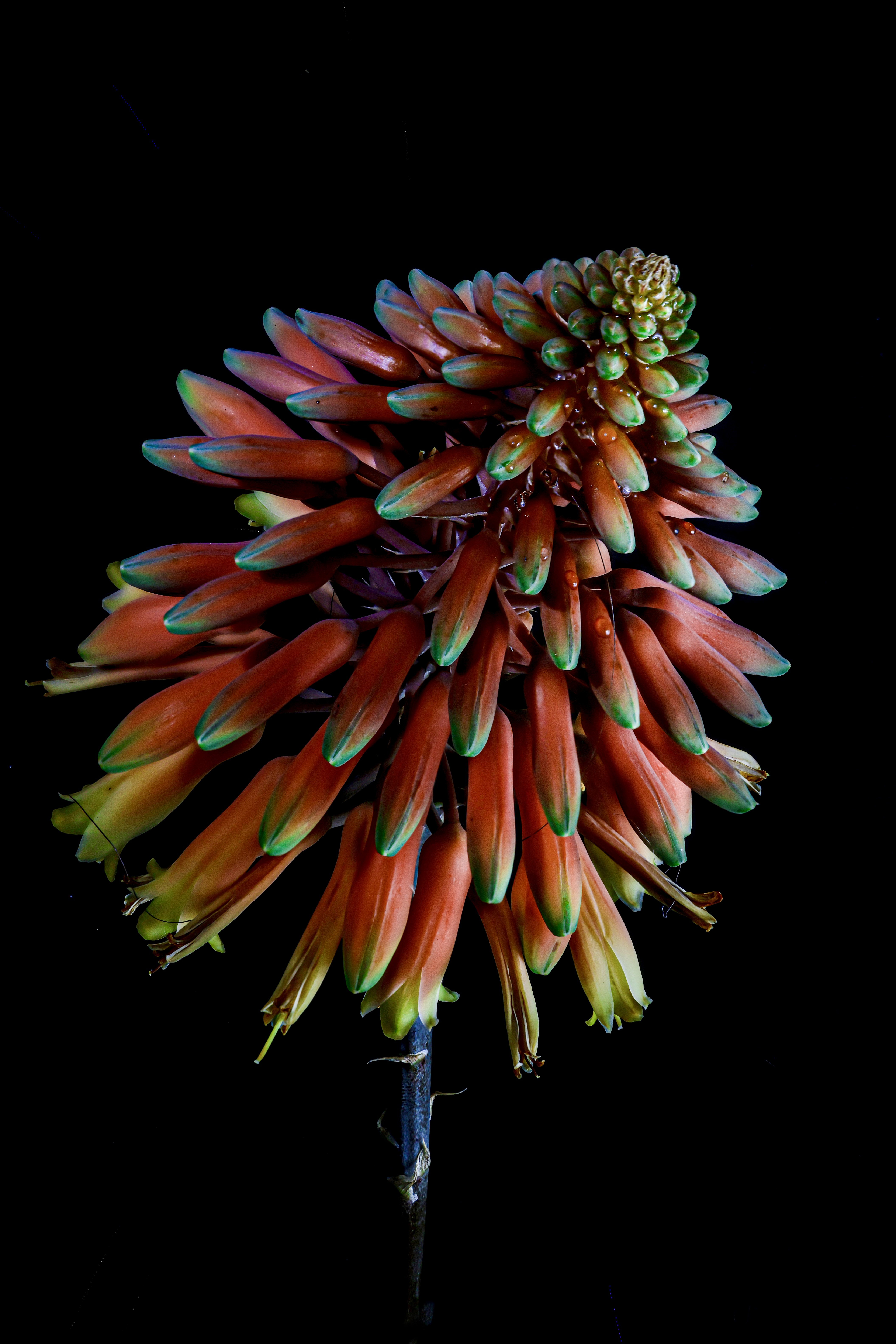 Flower, using stacking/bracketing in the camera - Canon Community