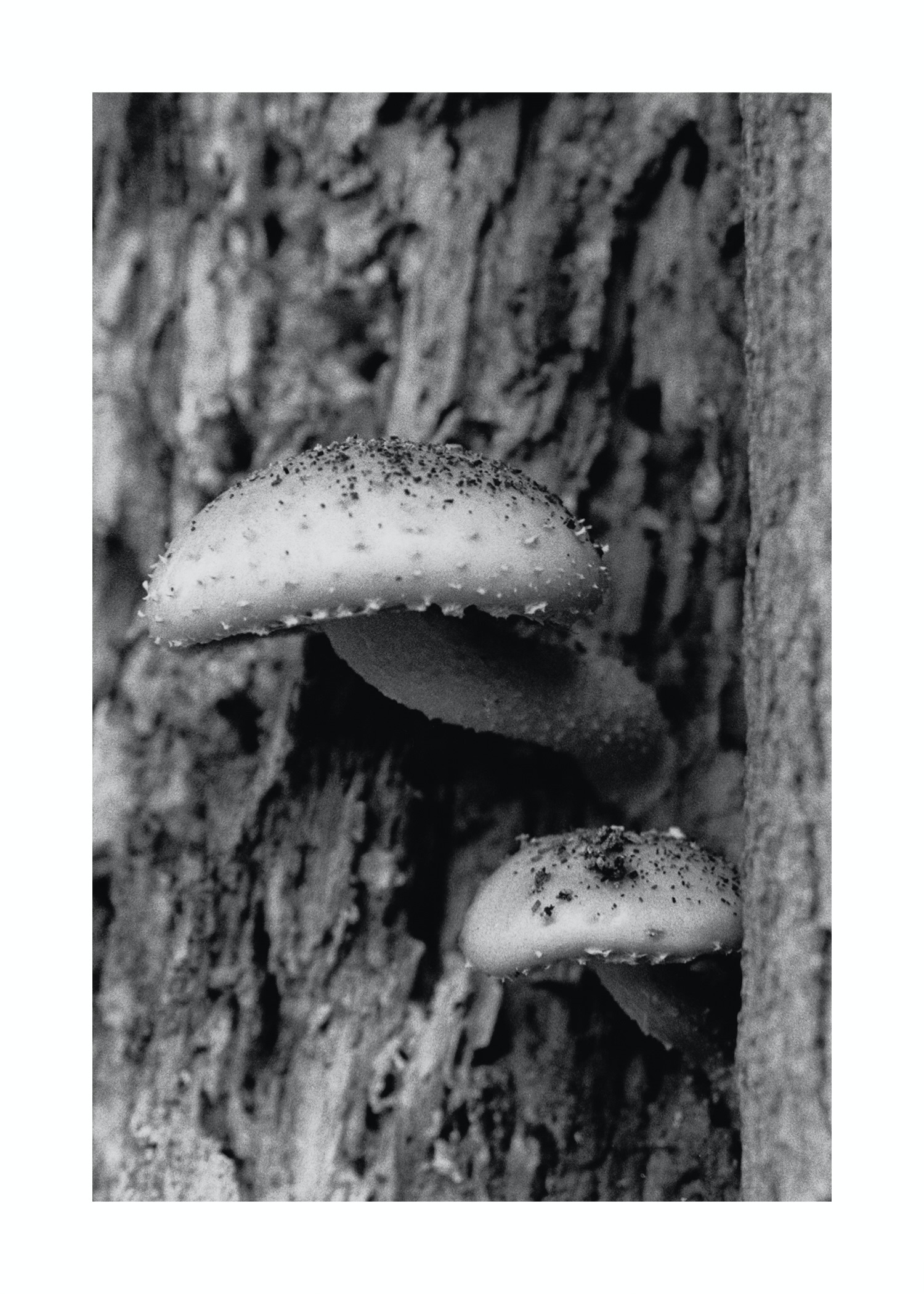 BnW Film Photography - Canon Community
