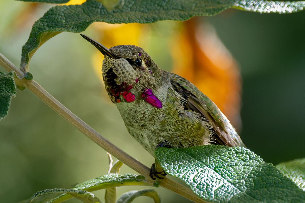 Anna's Hummingbird - Canon Community