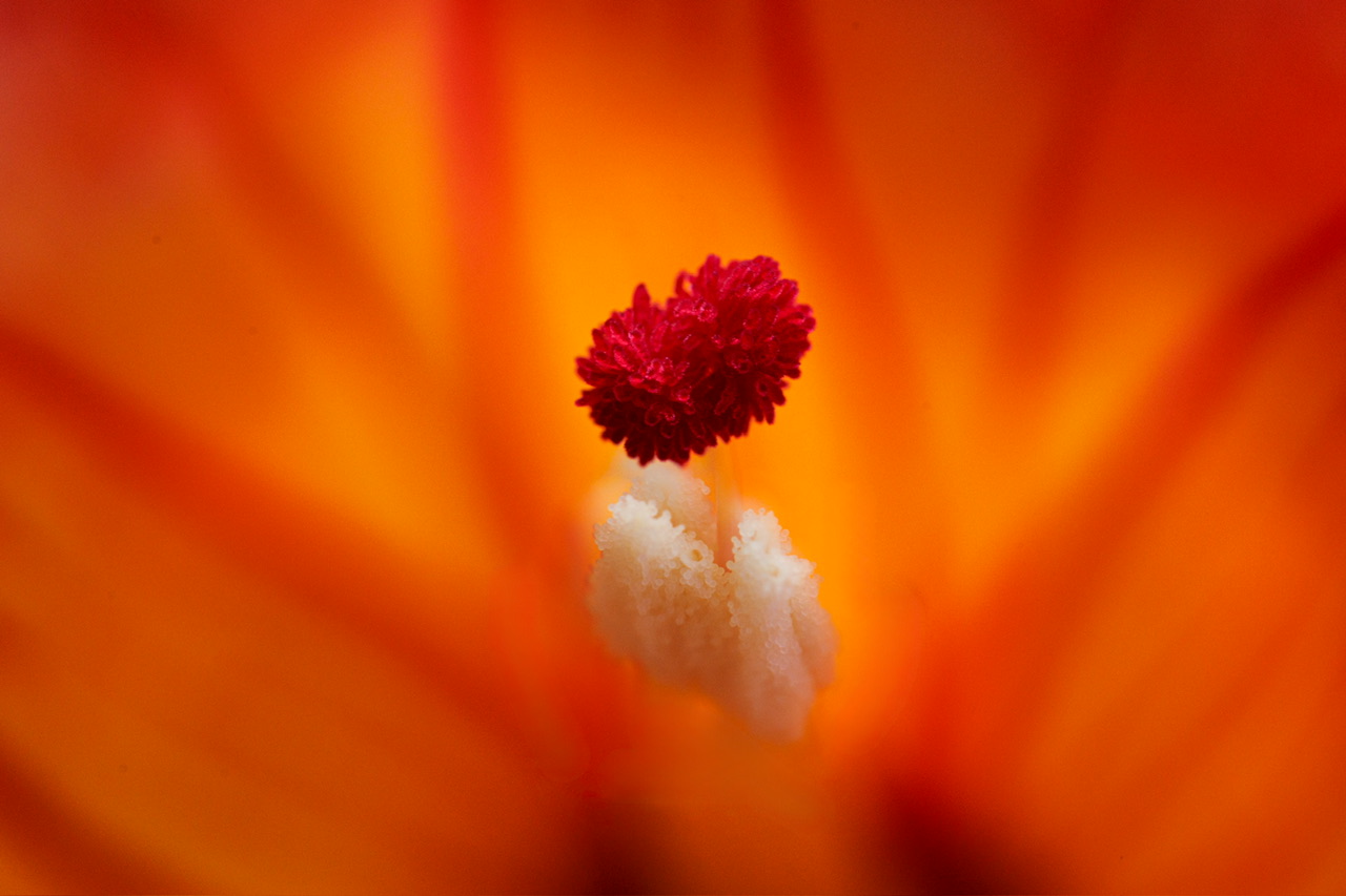 Flower - Canon Community